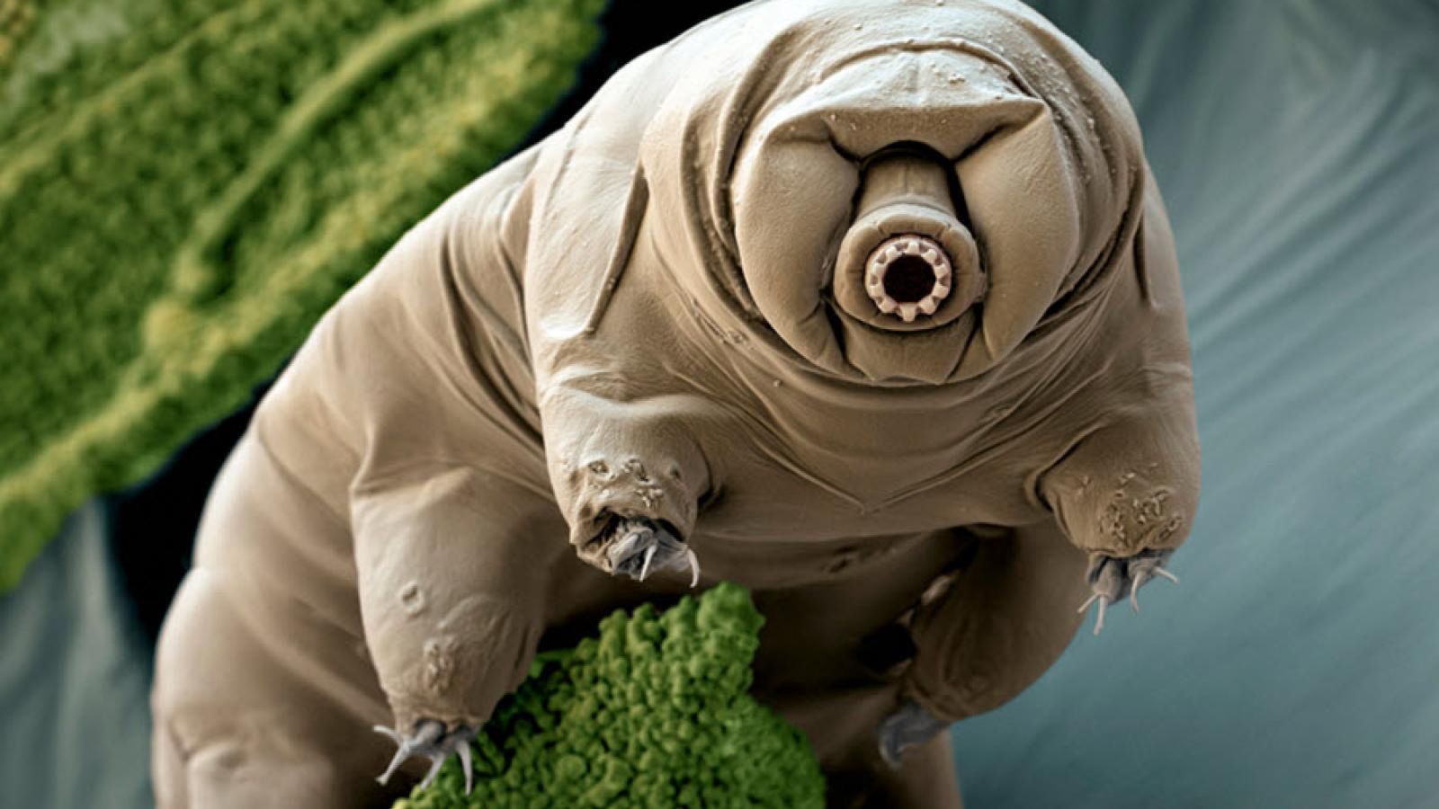 Unlocking the secrets of tardigrades: Could human cells mimic their ...