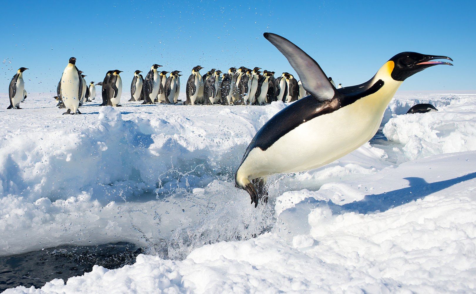 Melting ice threatens future of emperor penguins by 2100