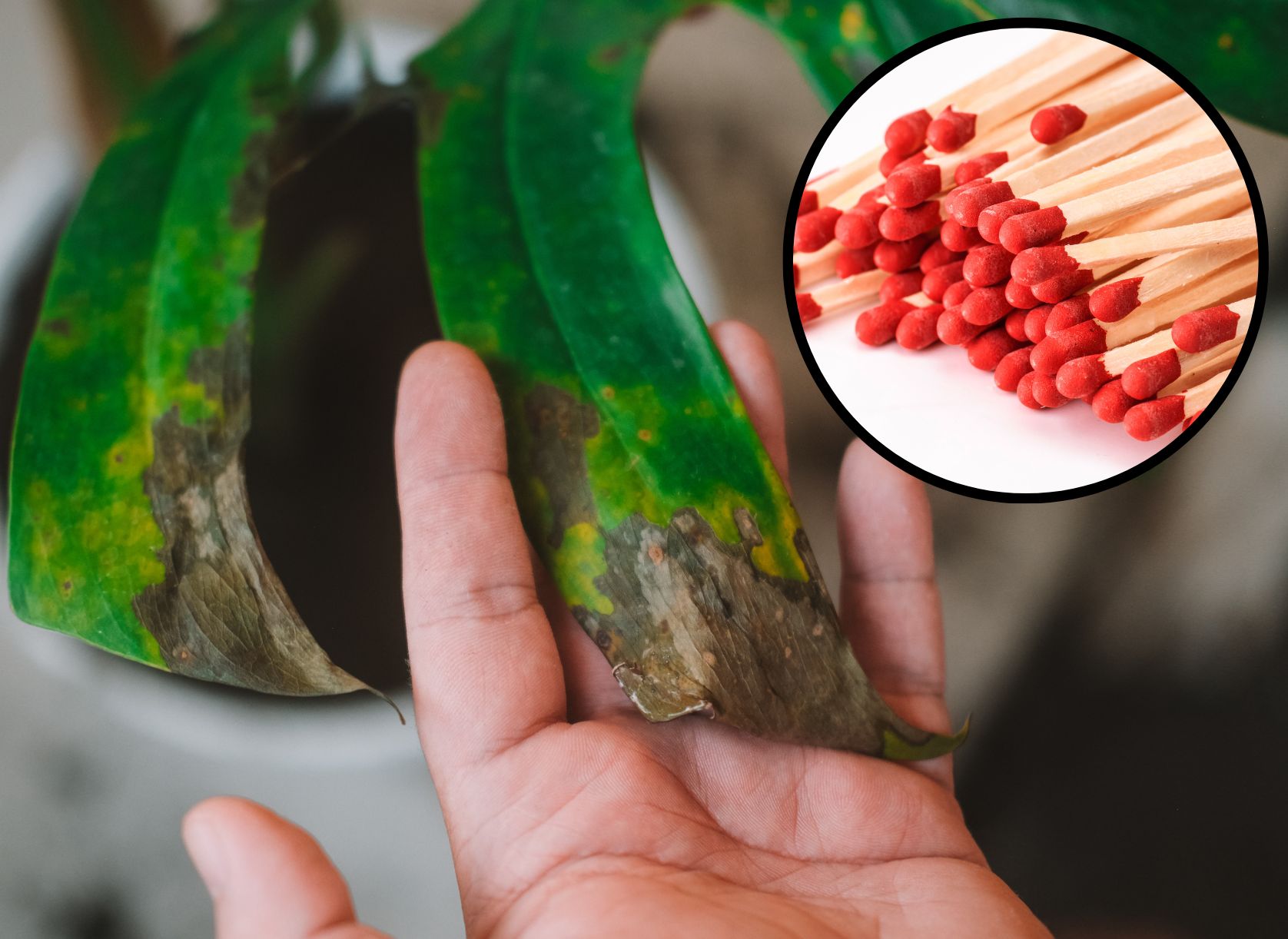 How matches can boost your houseplants without fertilizers