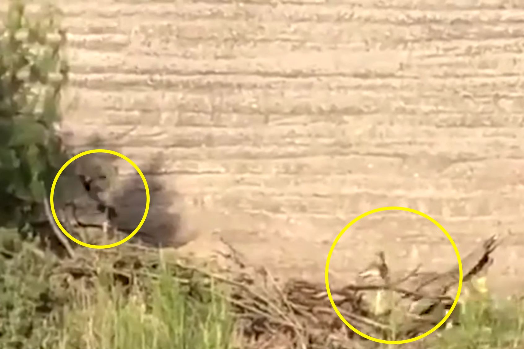 "Struś pędziwiatr" na żywo. Kojot gonił ptaka zupełnie jak w bajce