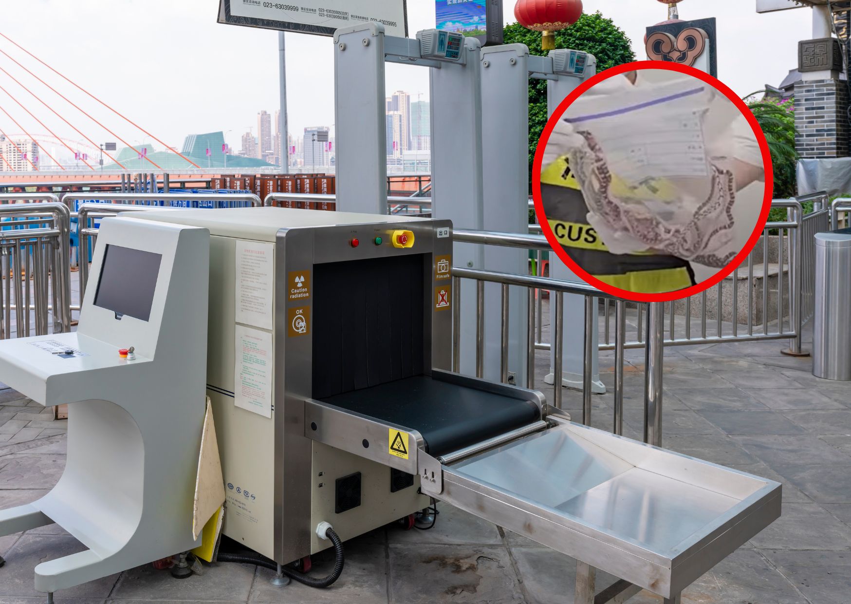 Snake smuggler caught at Hong Kong-Shenzhen border with 104 reptiles