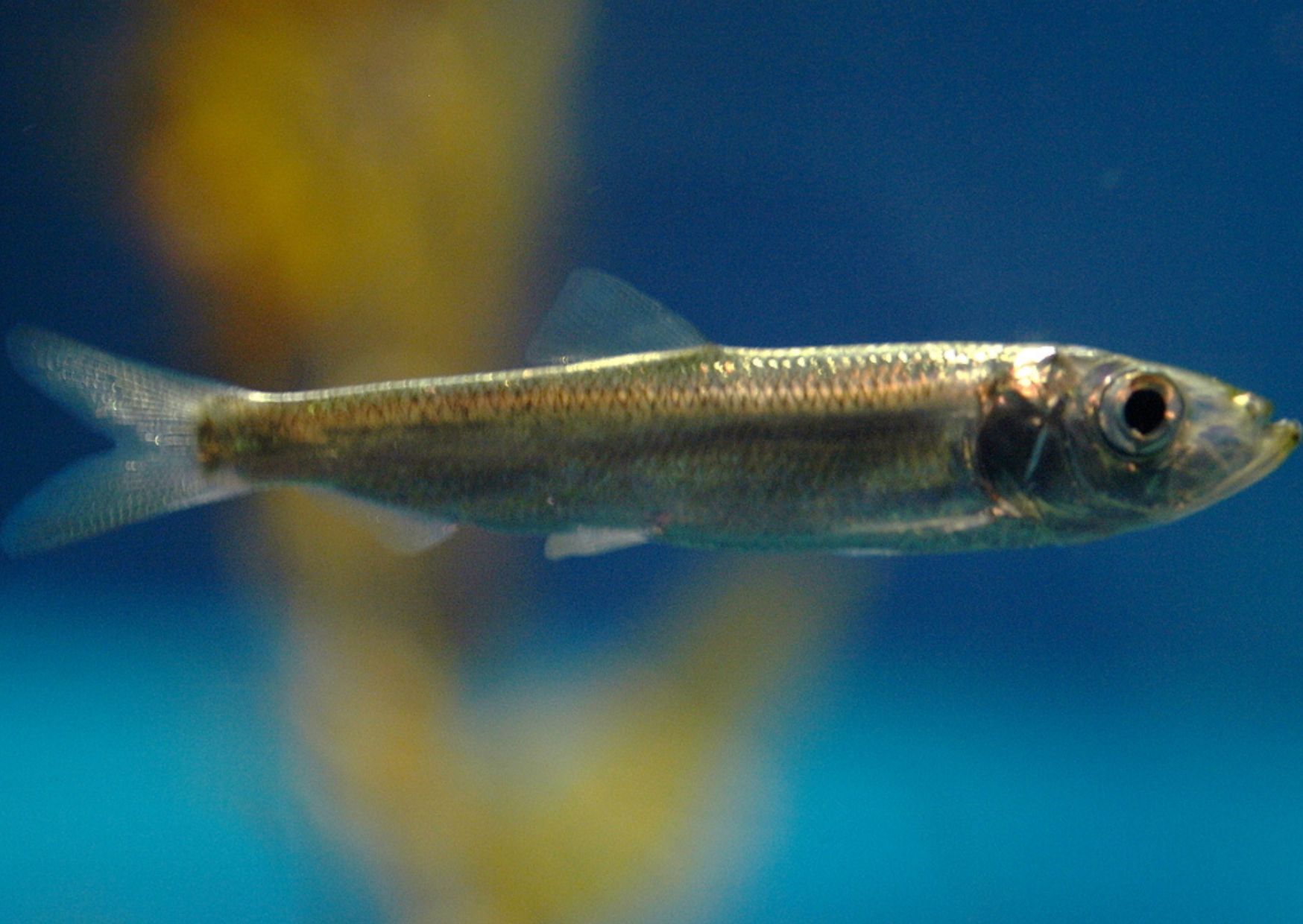 New predatory herring in Baltic Sea reshapes marine dynamics