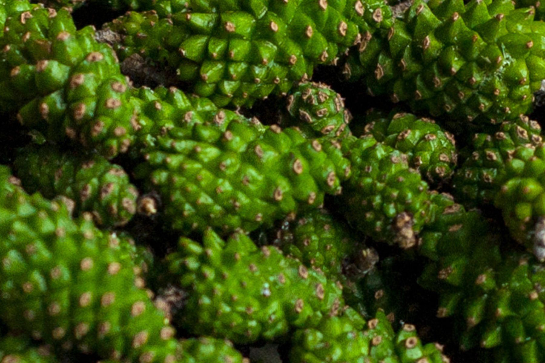 From forest to table: The surprising health benefits of pine cones