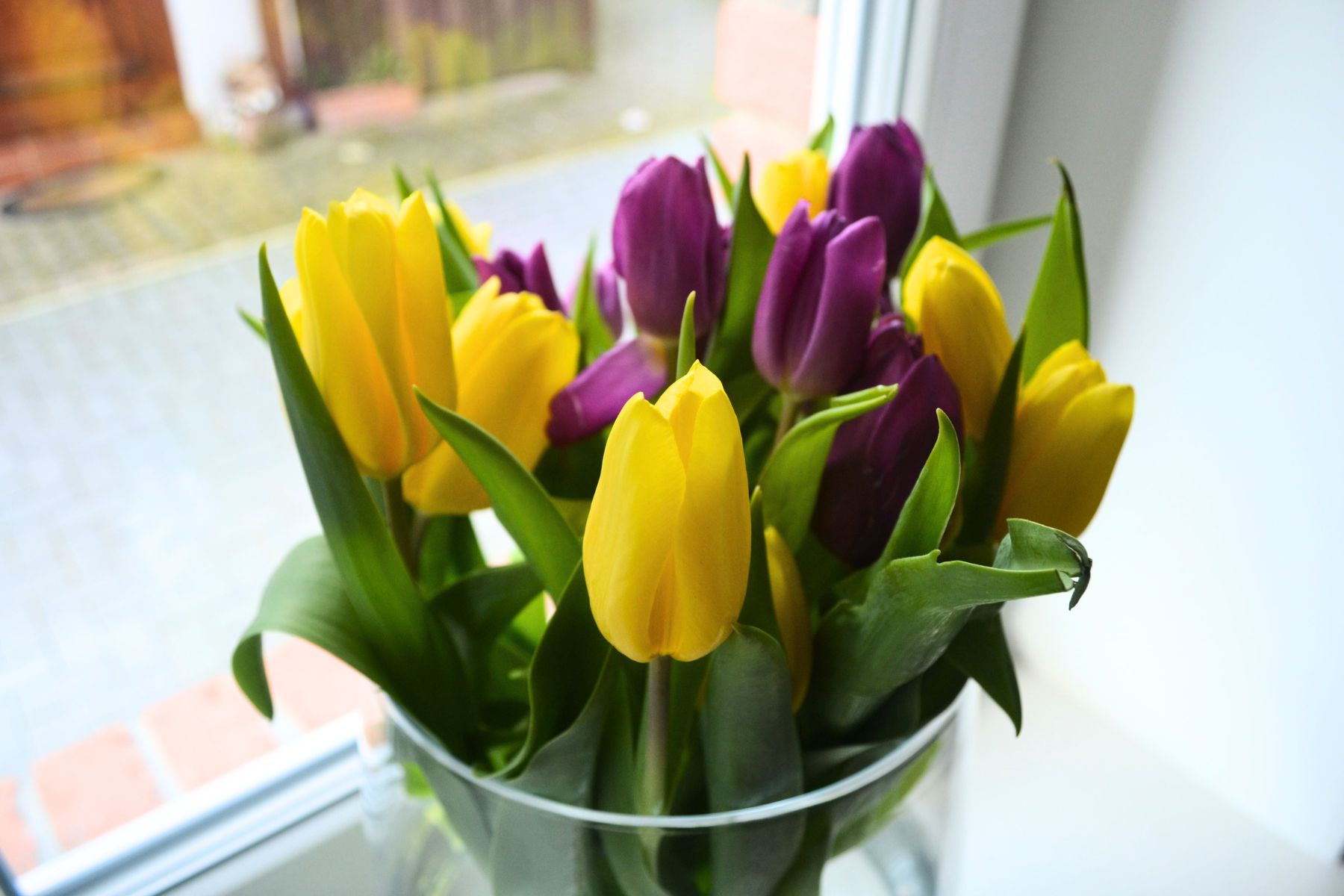 Tulips that thrive: Revive with sugar for longer blooms