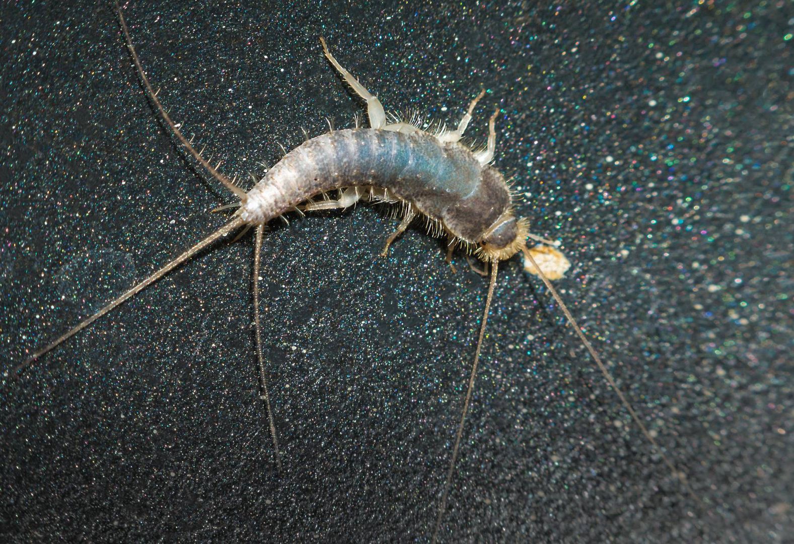 Home remedies to banish silverfish from your bathroom Home remedies to banish silverfish from your bathroom