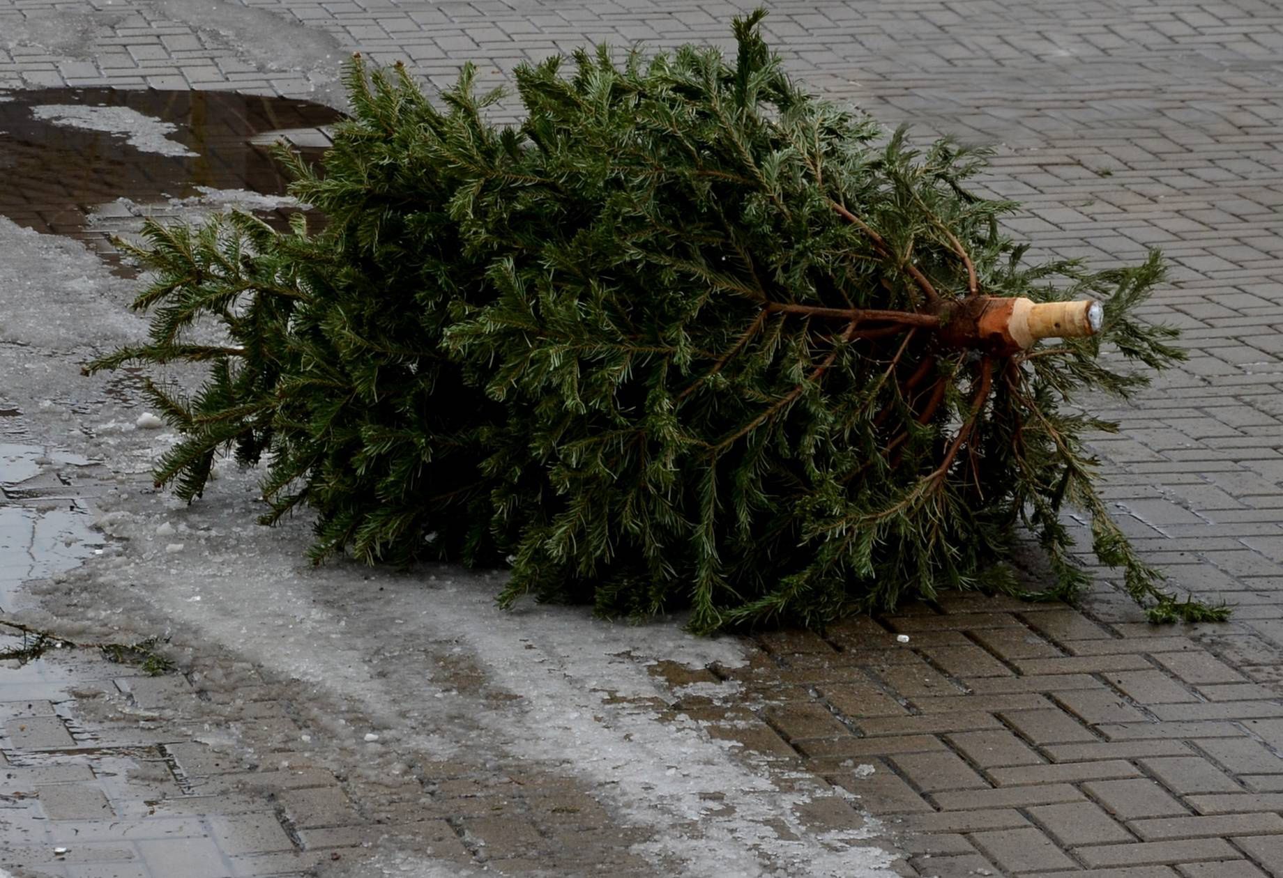 How to properly dispose of your Christmas tree