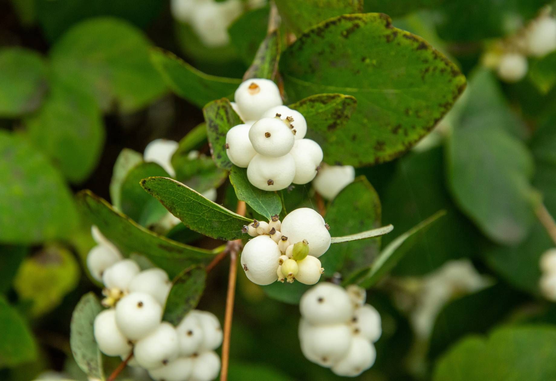 Beware the allure: Hidden dangers of the white snowberry plant