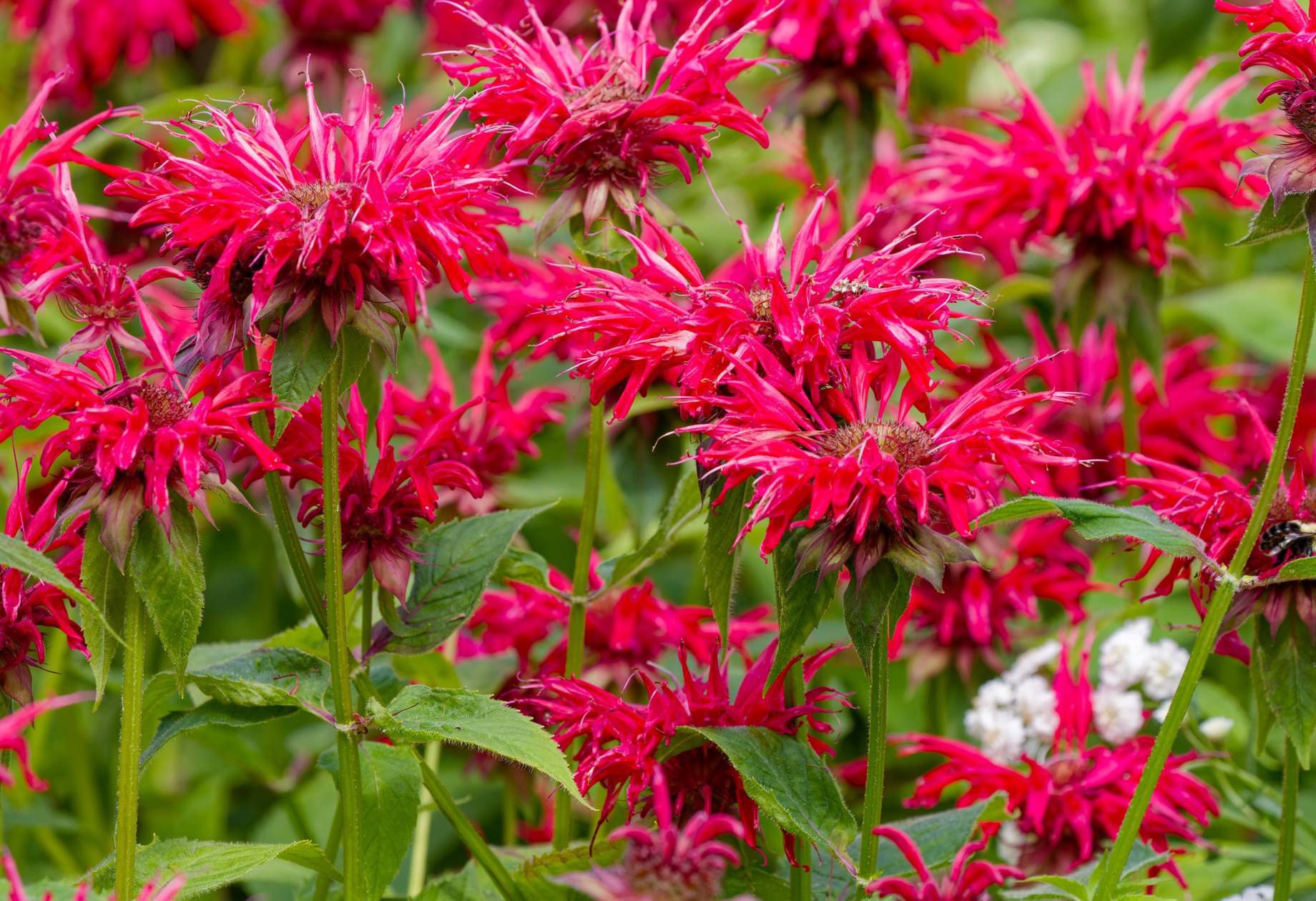 Die Garten-Monarde: Bunter Blütenzauber und Zeckenschutz