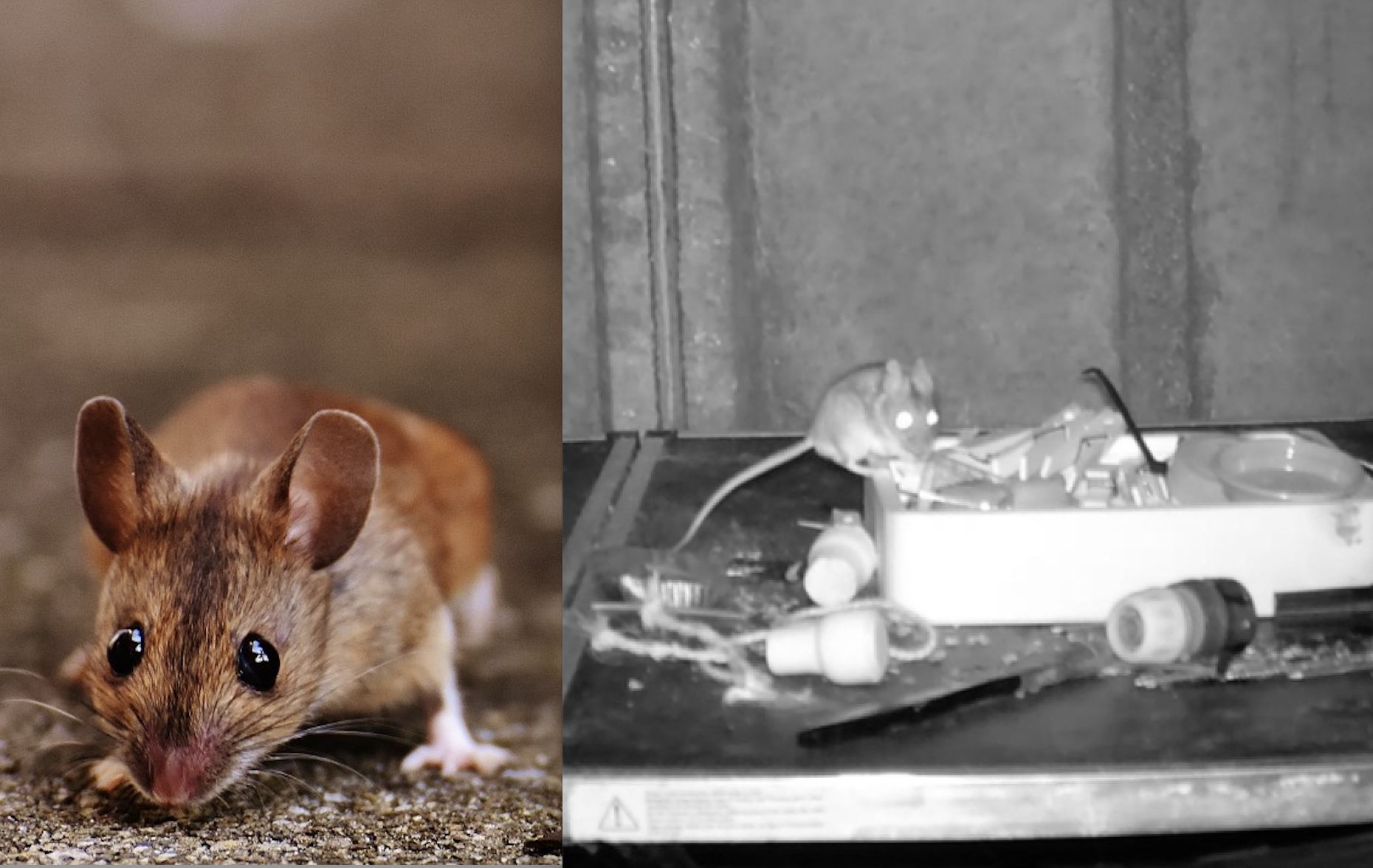 Retired postal worker reveals mischievous ‘night cleaner’ mouse in his shed