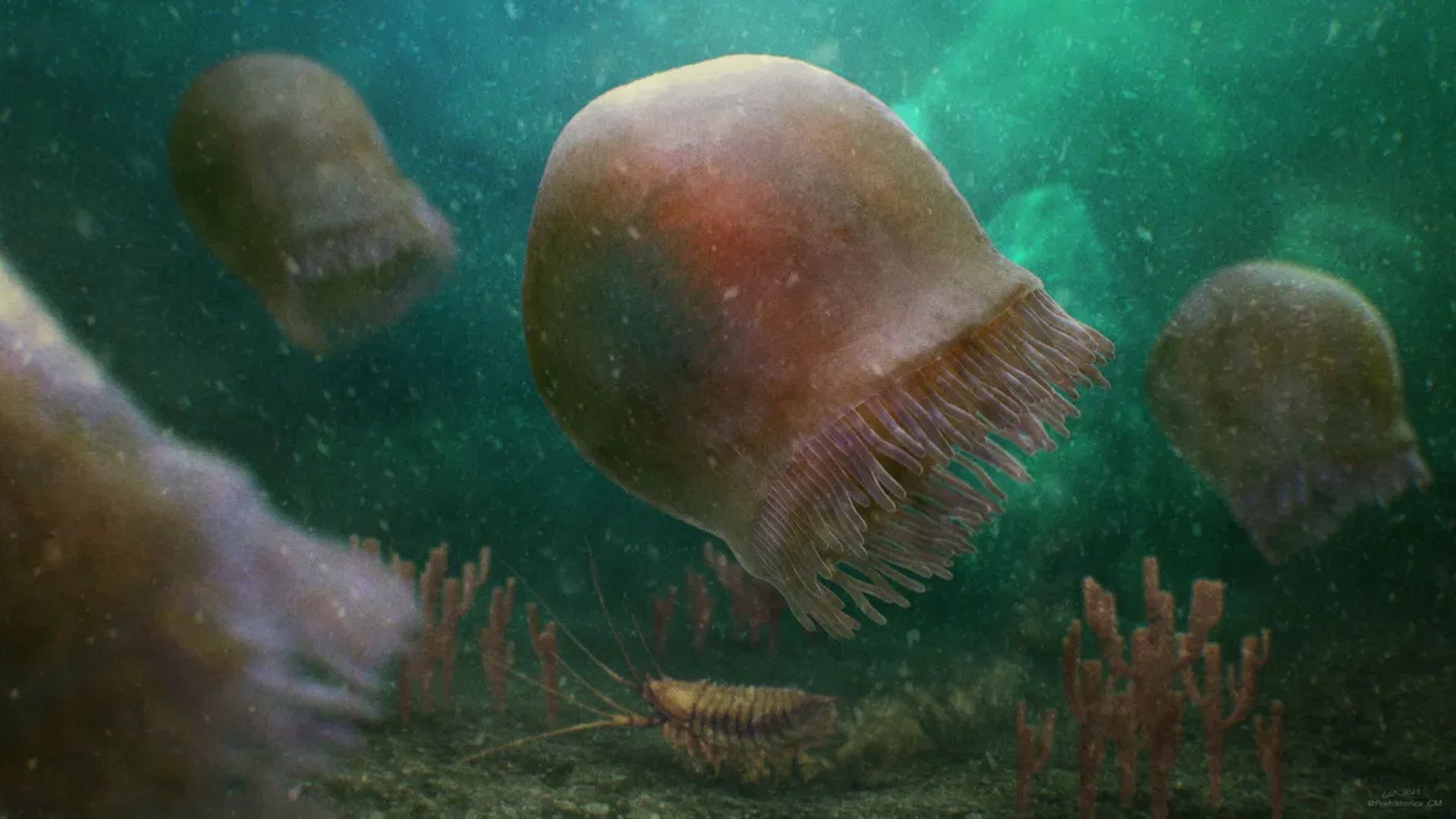 Canadian scientists uncover oldest known jellyfish fossil from 500 ... Canadian scientists uncover oldest known jellyfish fossil from 500 ...