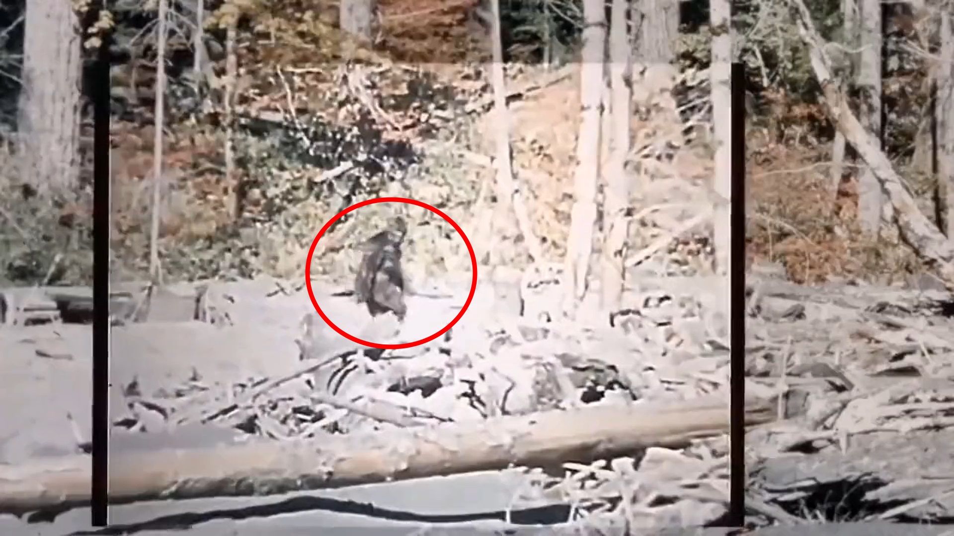 AI tech reveals new clues in iconic 1967 'Bigfoot' footage