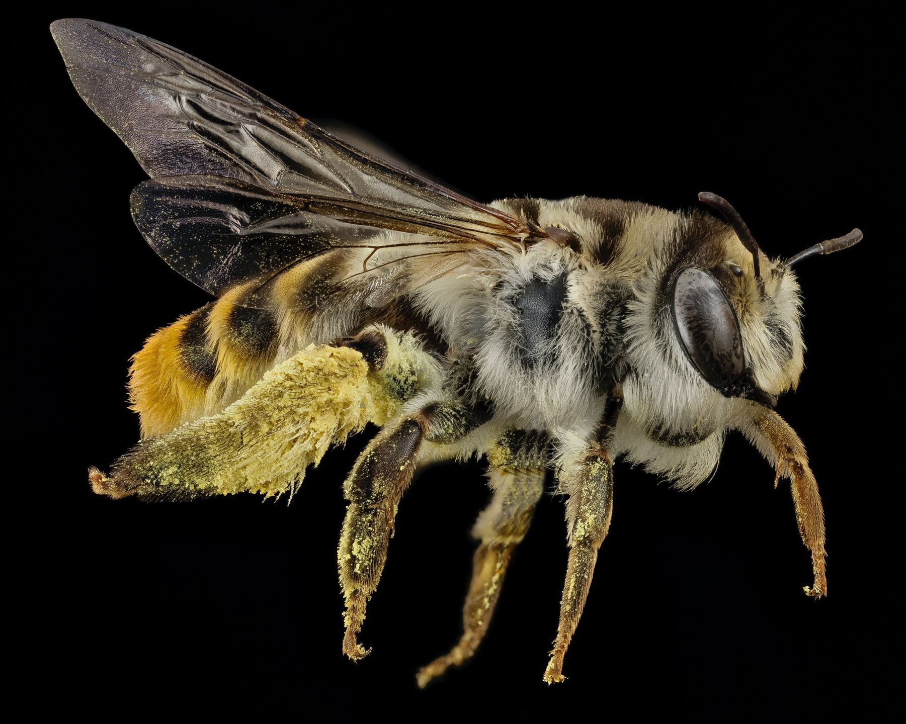Mummified Bronze Age bees unearthed in Portugal, revealing ancient ...