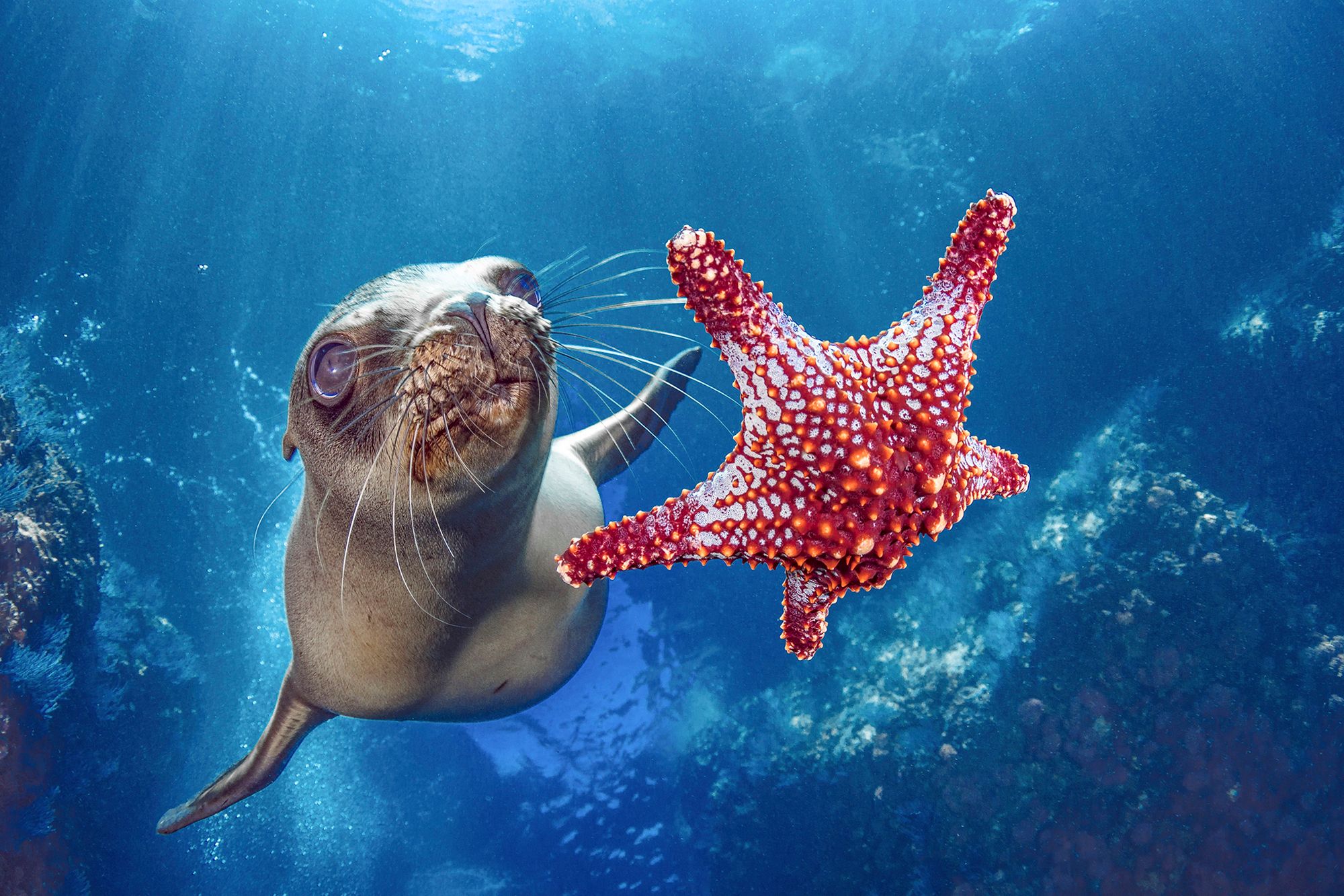 Lew morski pozował do zdjęć jak prawdziwy model. Wyszedł przeuroczo!