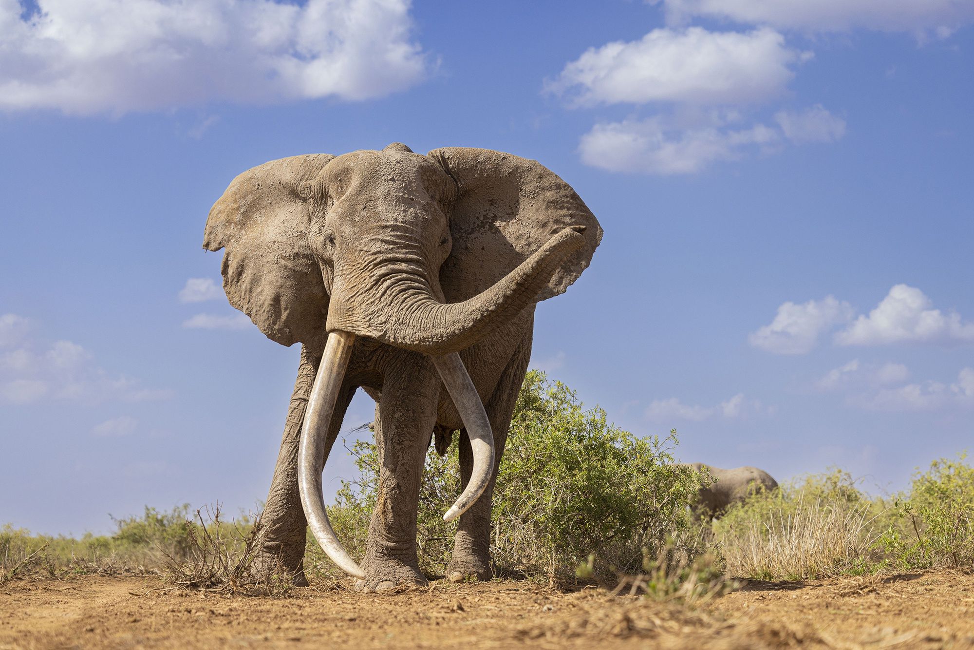 Majestatyczne zdjęcia słonia z ogromnymi ciosami. Craig ma ponad 50 lat