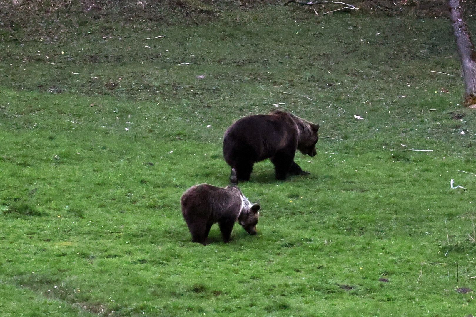 Bear scare: Slovak man survives harrowing attack while foraging Bear scare: Slovak man survives harrowing attack while foraging