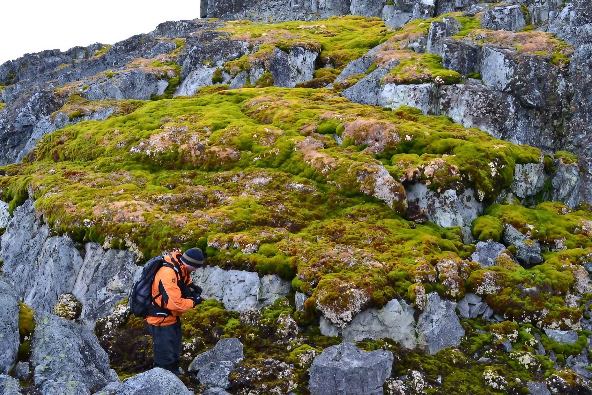 Antarctica turns green faster than predicted, alarming experts Antarctica turns green faster than predicted, alarming experts