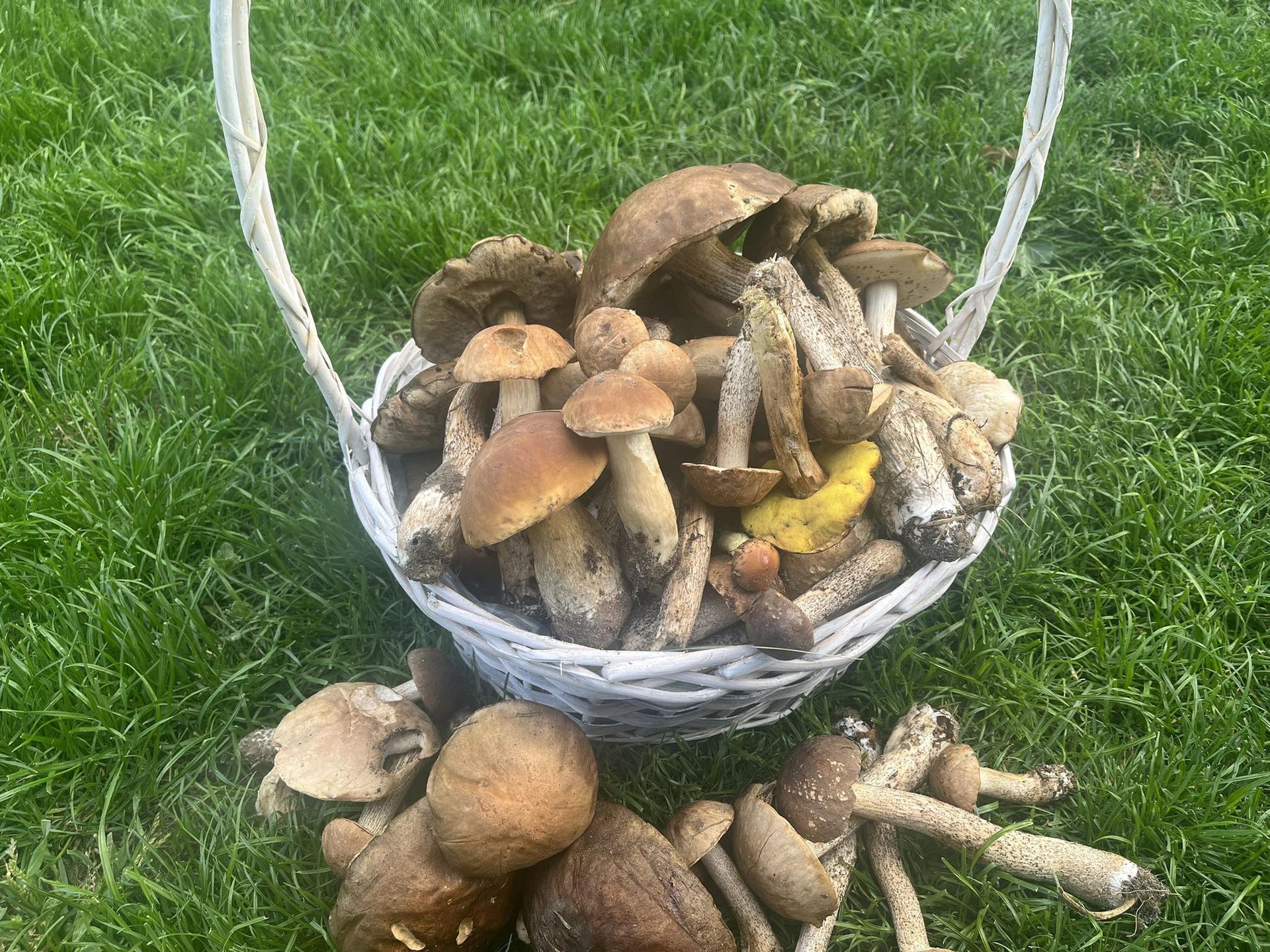 Grzybowe Eldorado. Wysyp w polskich lasach