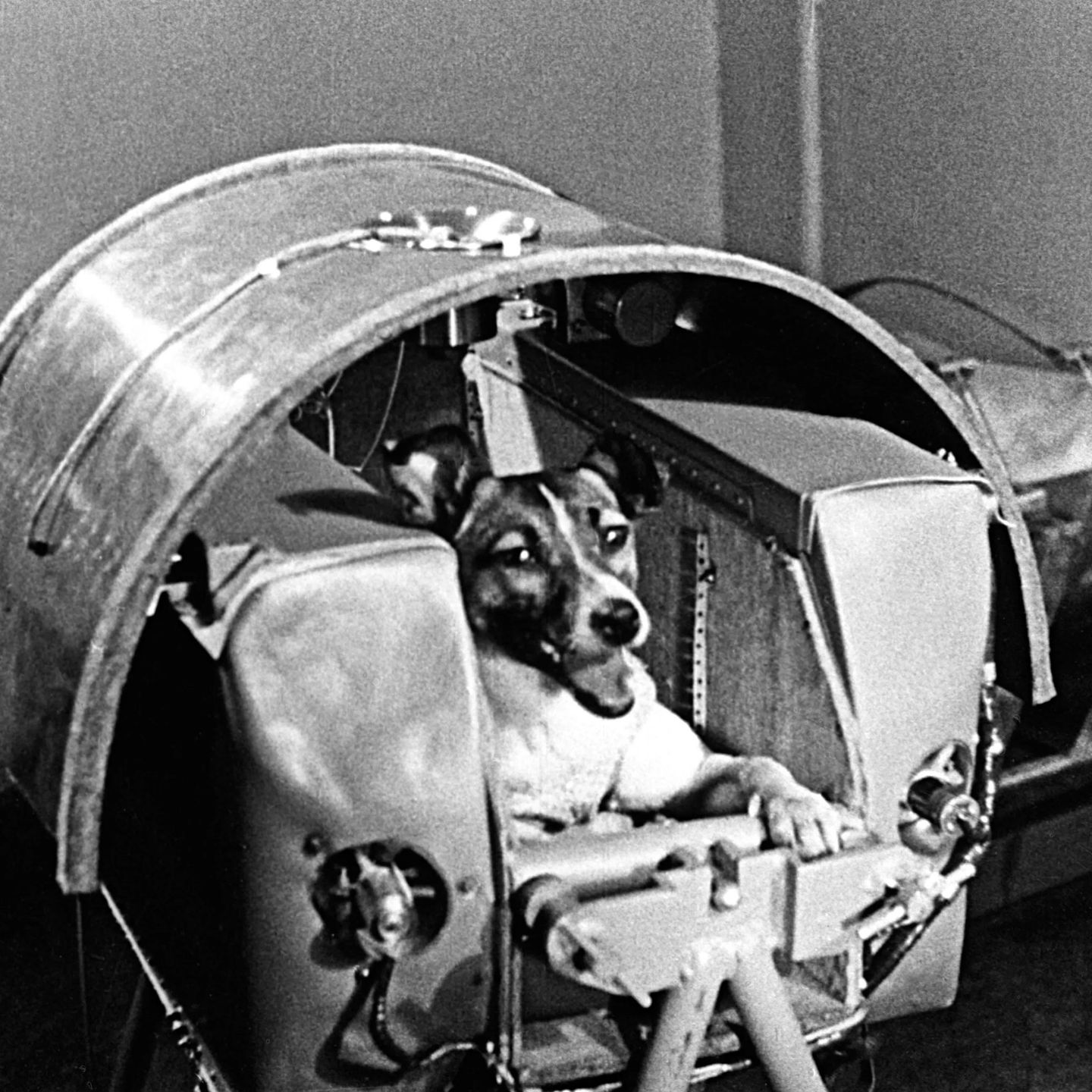 Laika's legacy: The canine pioneer of space exploration