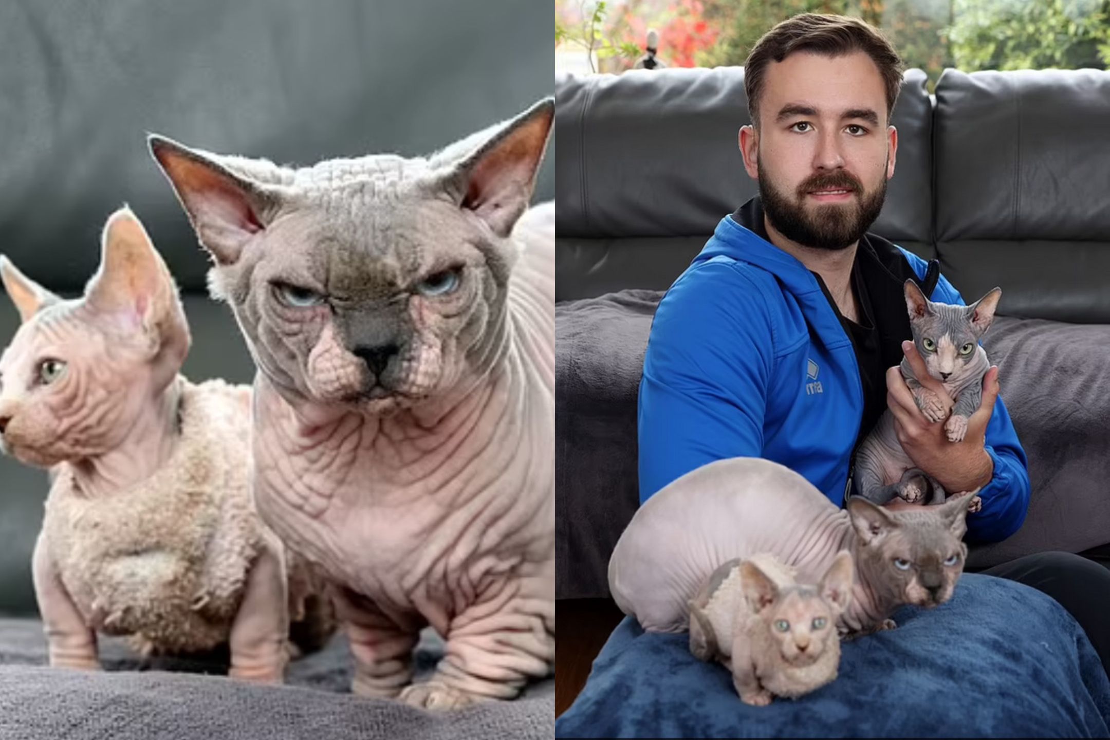 Controversy erupts over 'XL Bully Cats' breeding