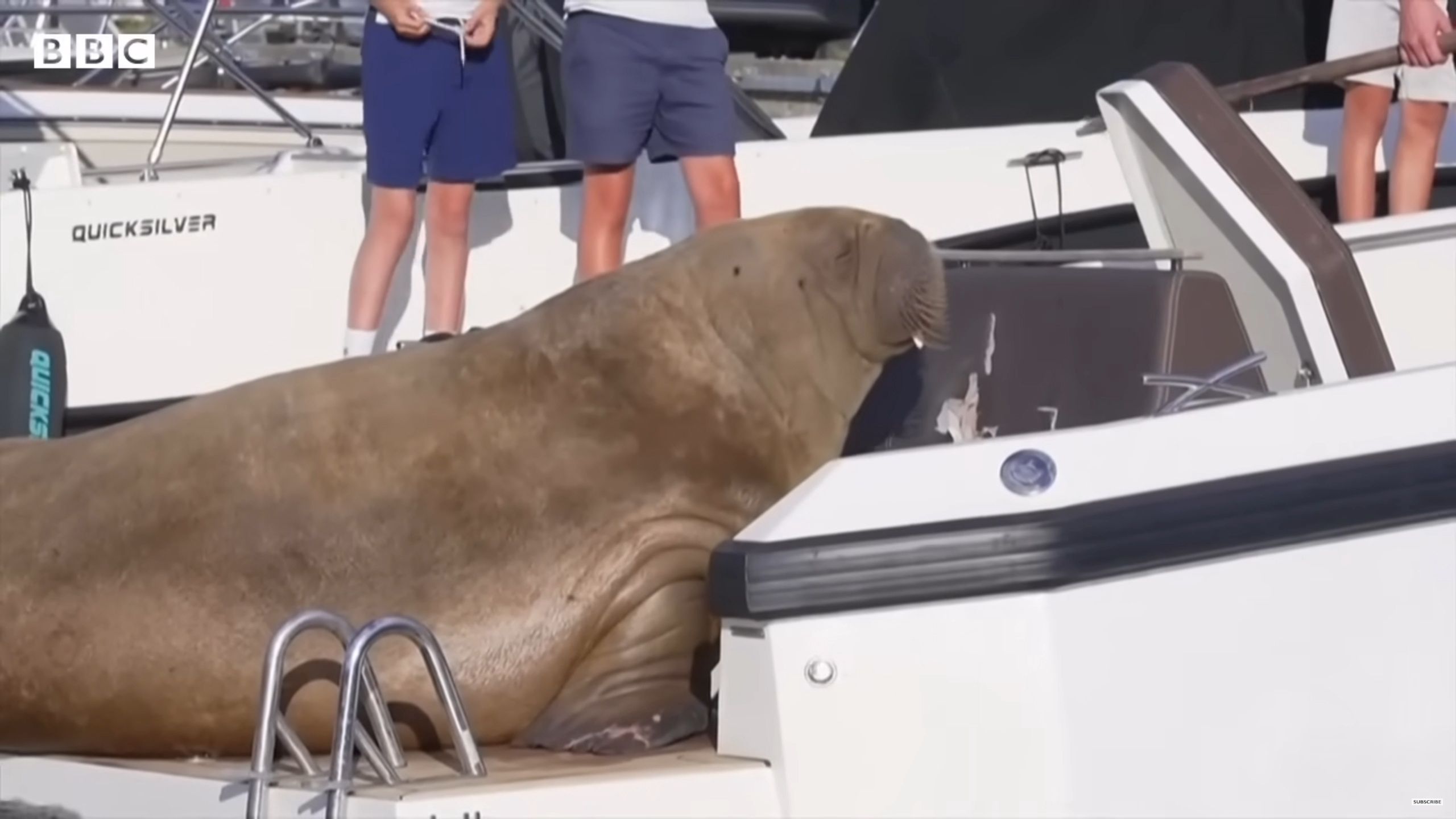 Fotograf zaprzyjaźnił się z samicą morsa. Norwegowie ją uśpili "dla ...