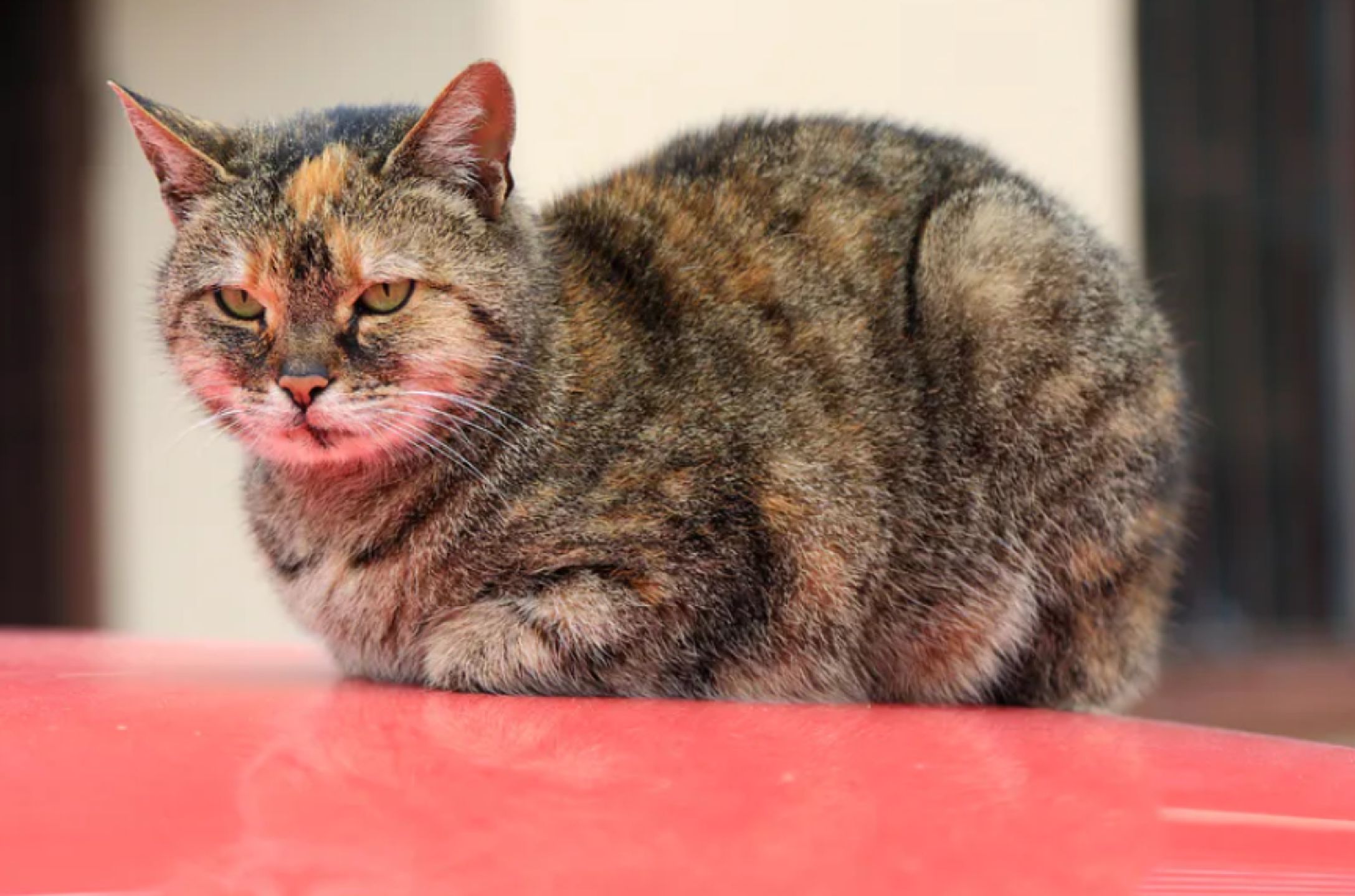 Is your pet loafing around, or is it a cry for help? What your cat's ...