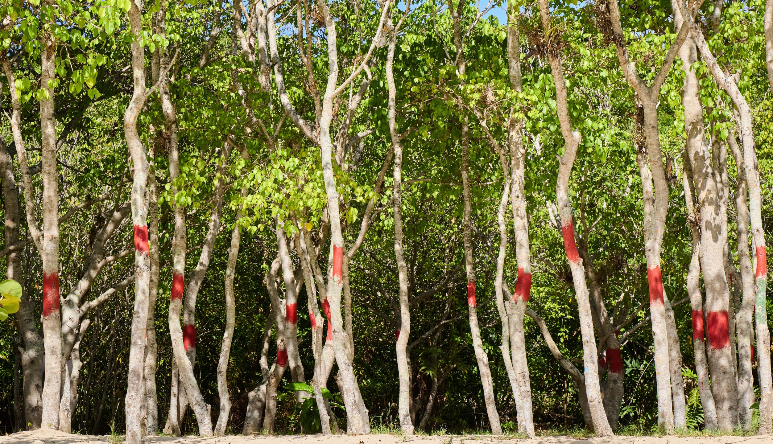 Beware the "tree of death": Nature's lethal protector