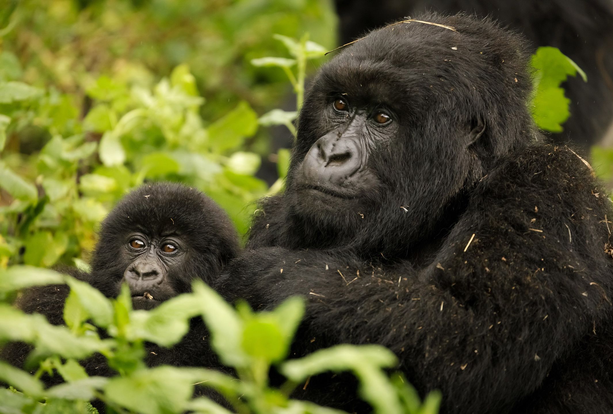Erez Marom fotografuje goryle na skraju wyginięcia. Jego zdjęcia ...