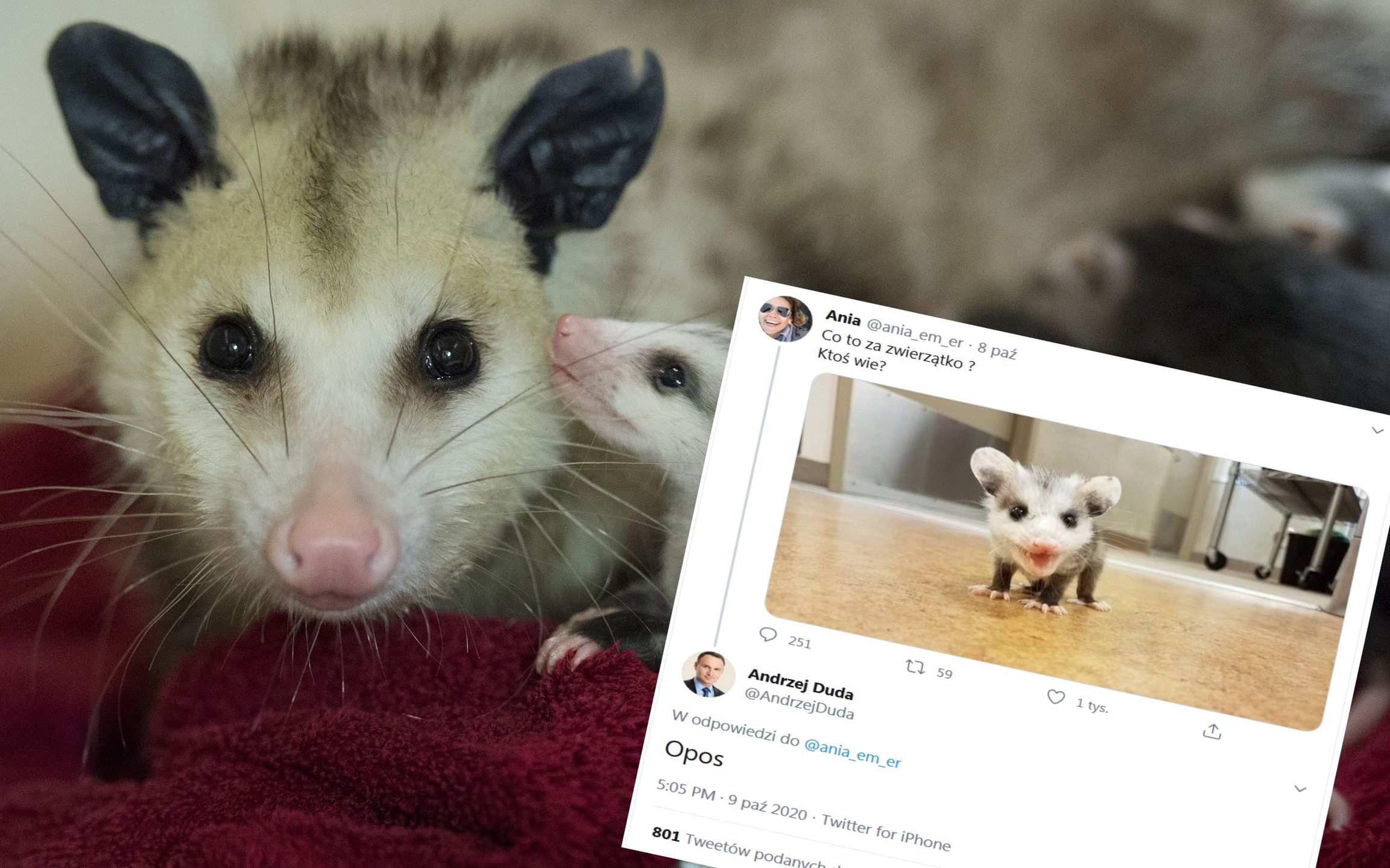 Opos hitem internetu. Prezydent Andrzej Duda wywołał lawinę komentarzy ...