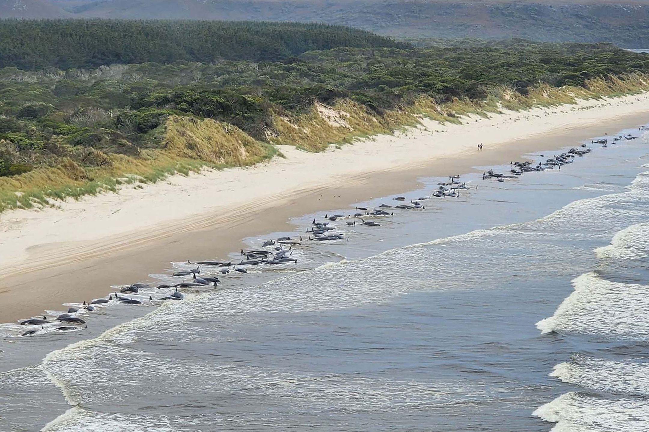 Zatrważające odkrycie w Australii. To już drugi taki incydent w ciągu ...