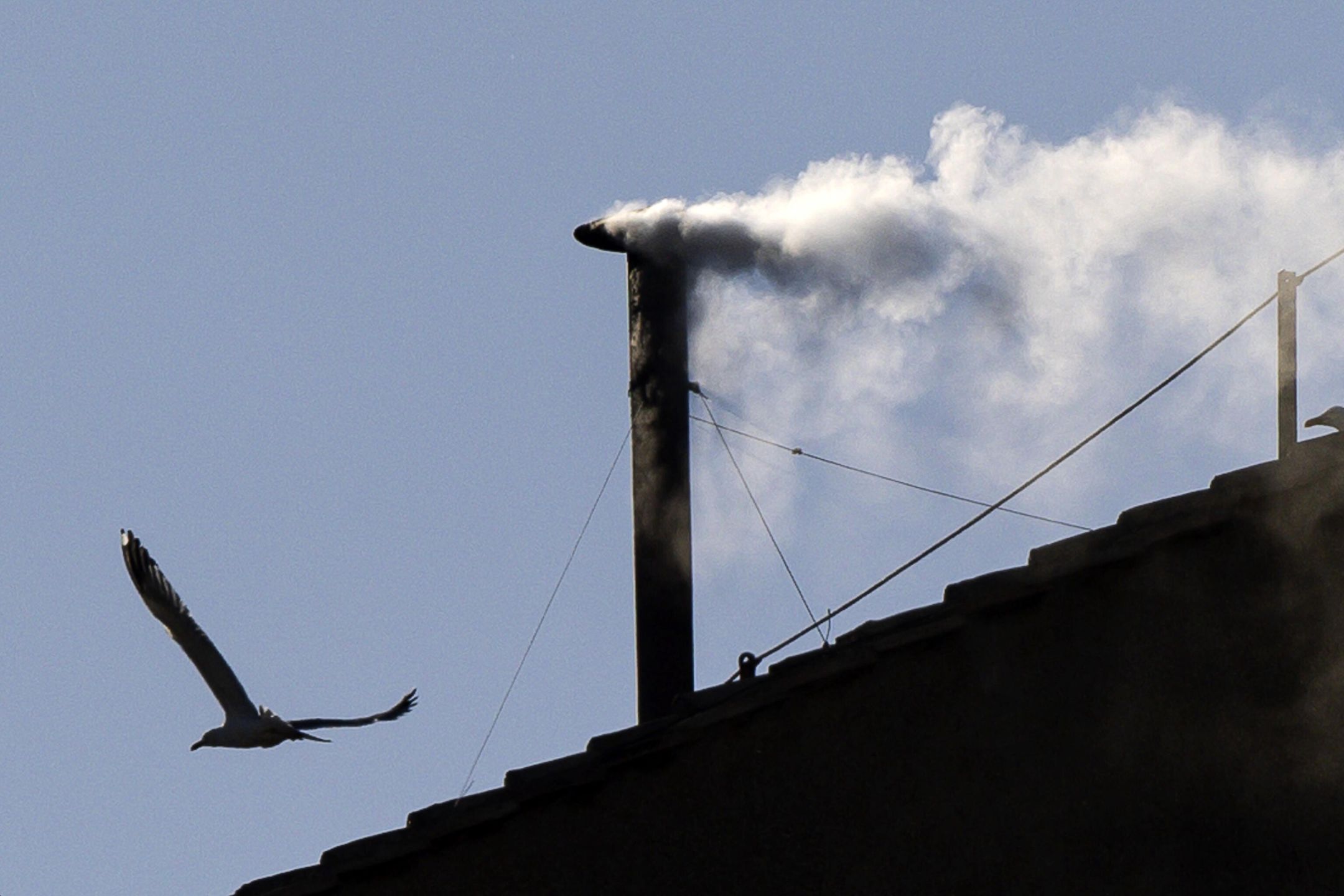 Seagull's timely visit: A divine sign for pope Leo XIV?
