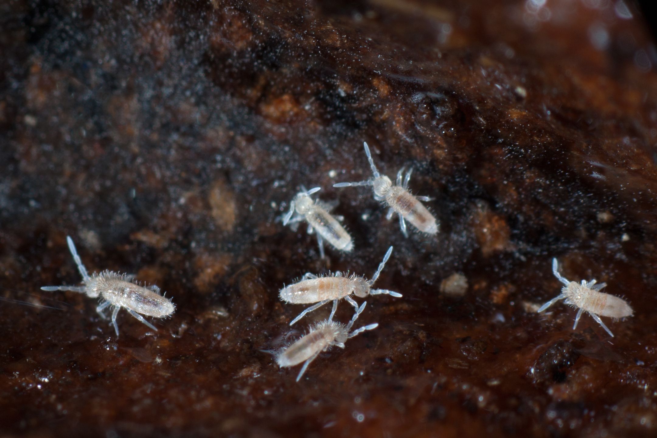 Facing the tiny torment: battle against harmful springtails in your ...