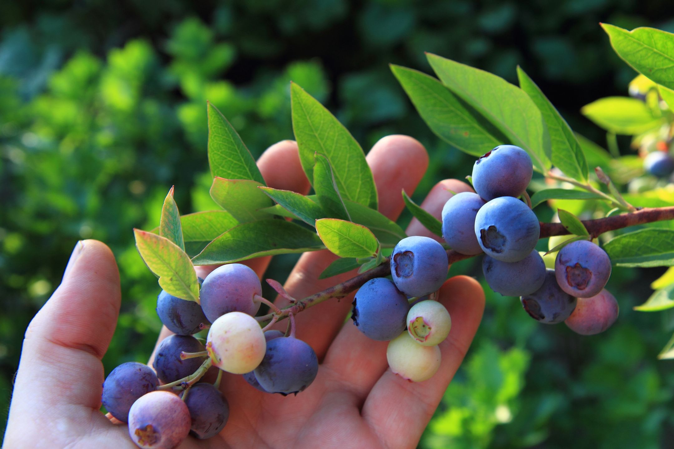 Boost your blueberry harvest with homemade kitchen fertiliser