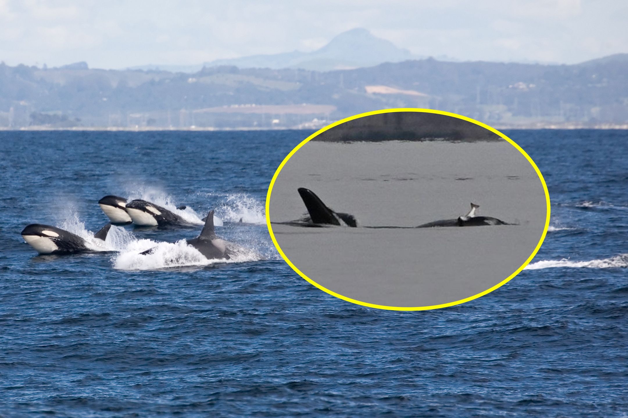 Orcas revive bizarre salmon hat trend in pacific waters