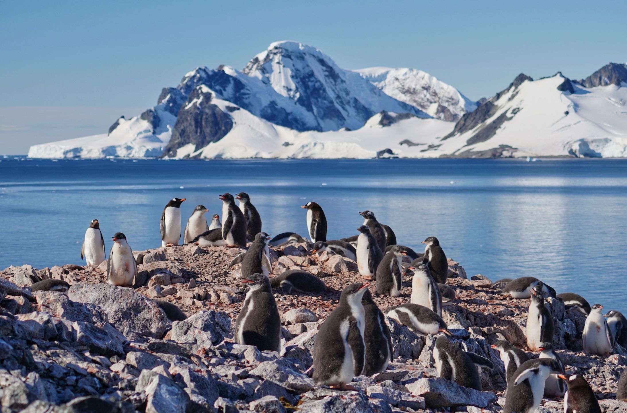 Mercury contamination threatens Antarctic penguins' survival