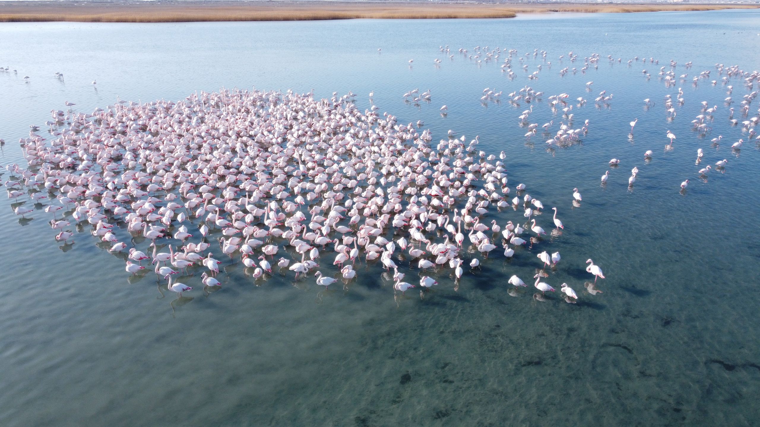Explore Korgalzhyn: Kazakhstan's wildlife haven limits visitors to protect its pink flamingos ...