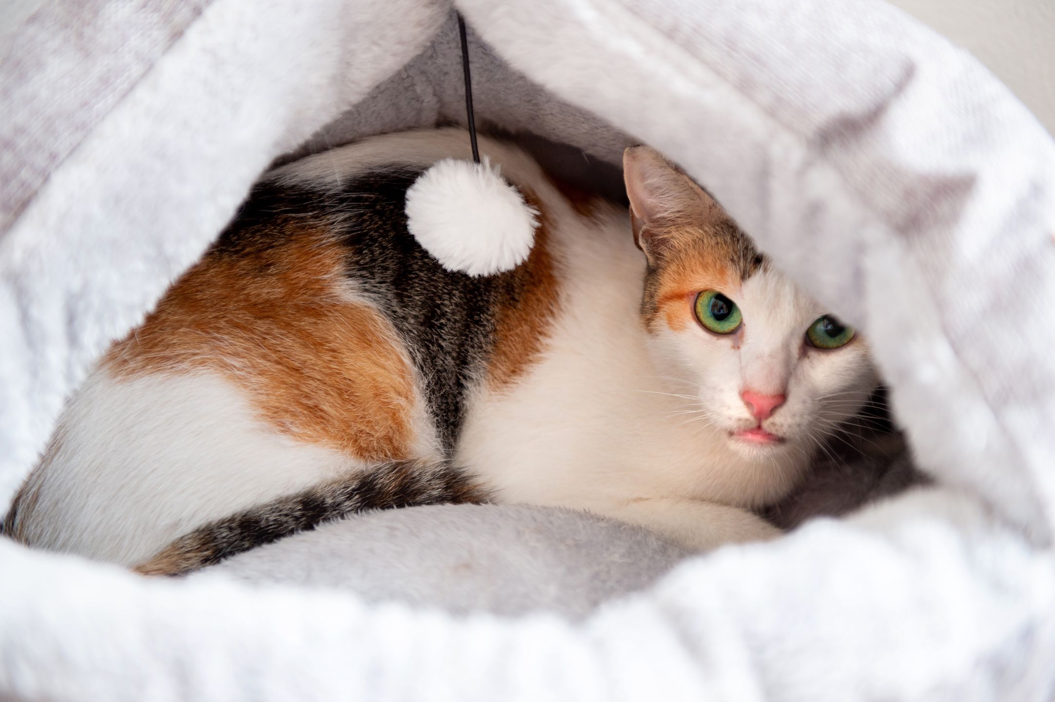 How to pet your cat correctly: expert unpacks the science behind feline ...