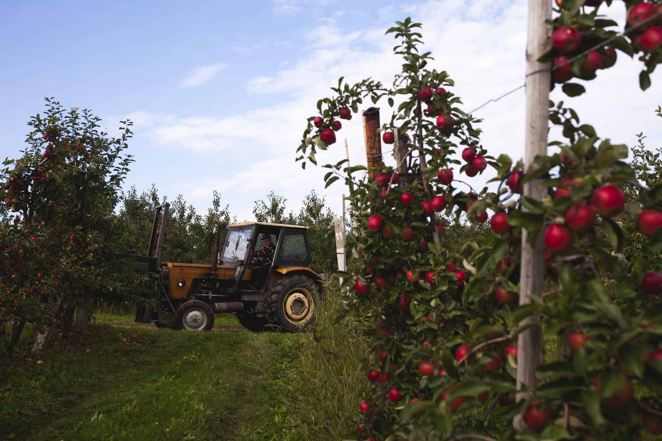 Polscy rolnicy z kolejnym rekordem. Liczą zyski ze sprzedaży