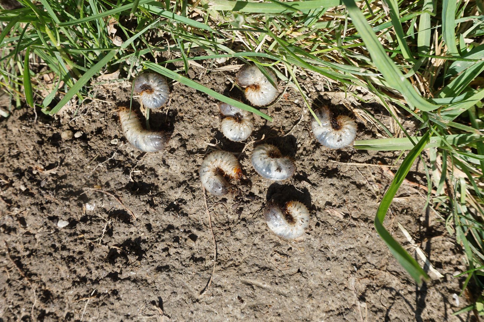 Eradicating garden grubs: A simple, eco-friendly solution unveiled Eradicating garden grubs: A simple, eco-friendly solution unveiled