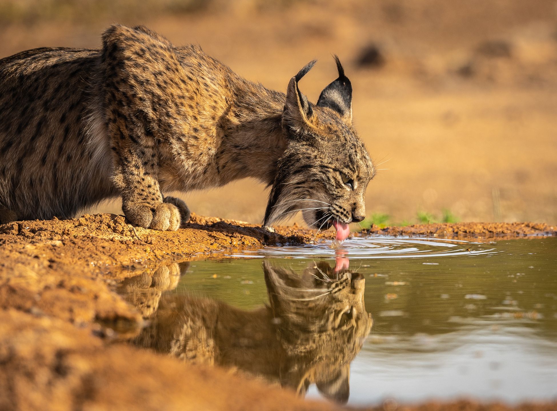 Iberian lynx numbers soar in Portugal, record high achieved
