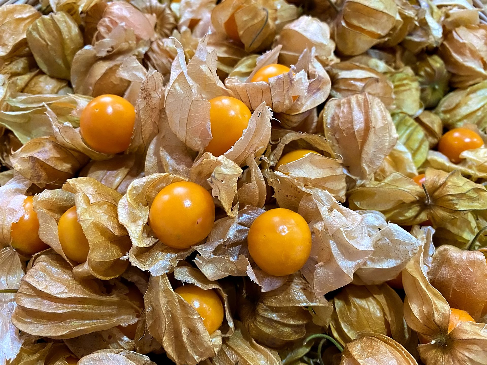 Cape gooseberry: A small fruit packed with big benefits