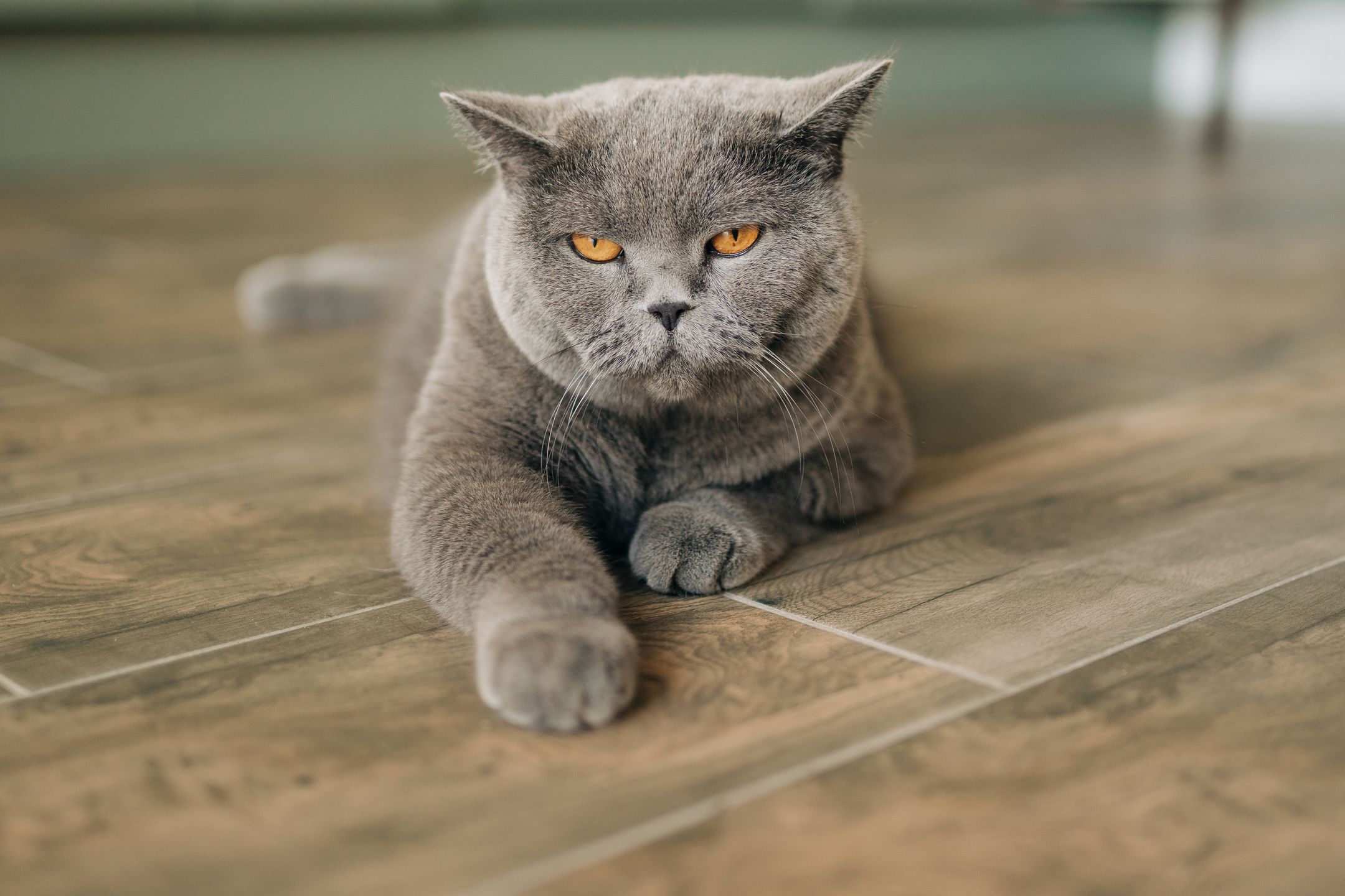 Jak przeprasza kot? Na pewno znasz ten gest