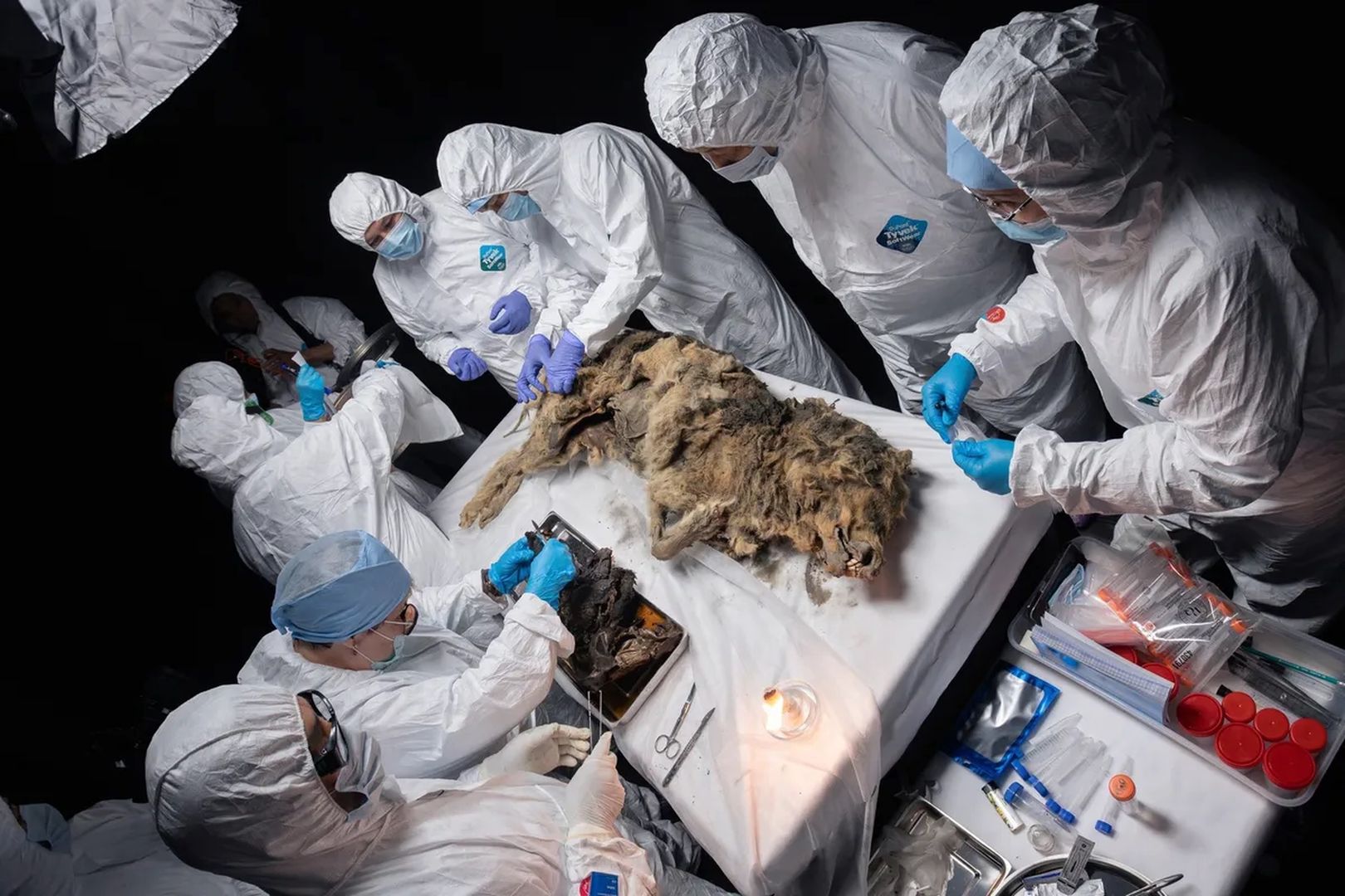 Prehistoric wolf discovery in Siberia reveals ancient secrets Prehistoric wolf discovery in Siberia reveals ancient secrets