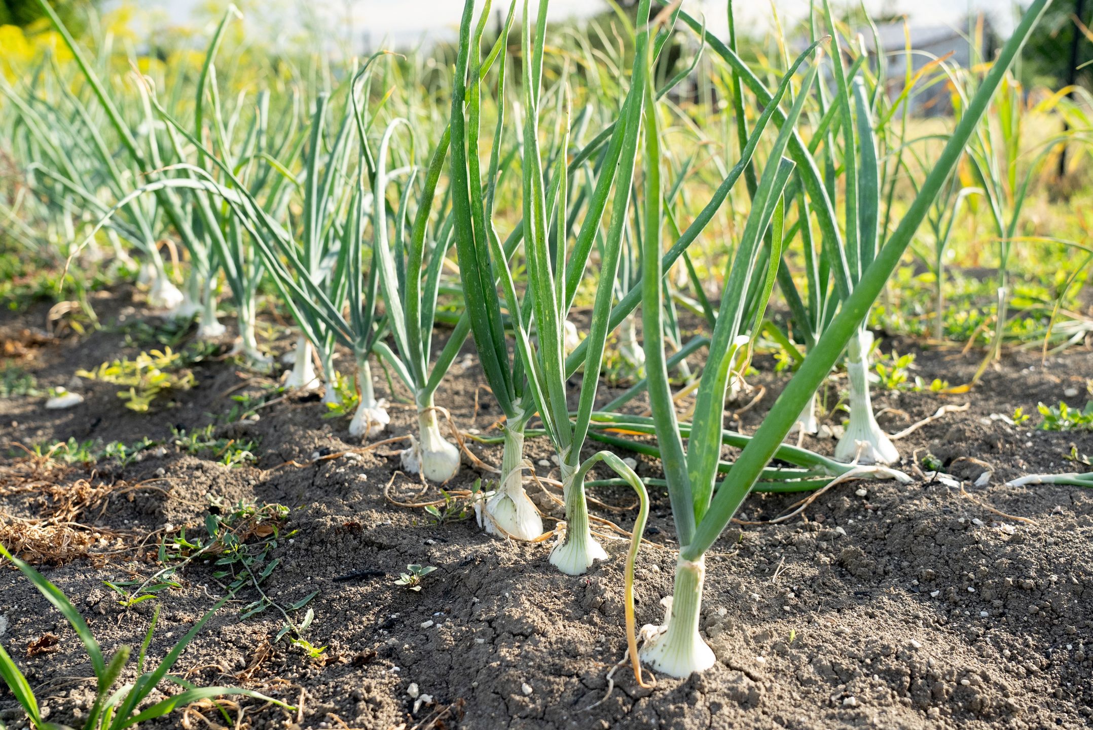 Banana peels: Your secret weapon for thriving onions & garlic