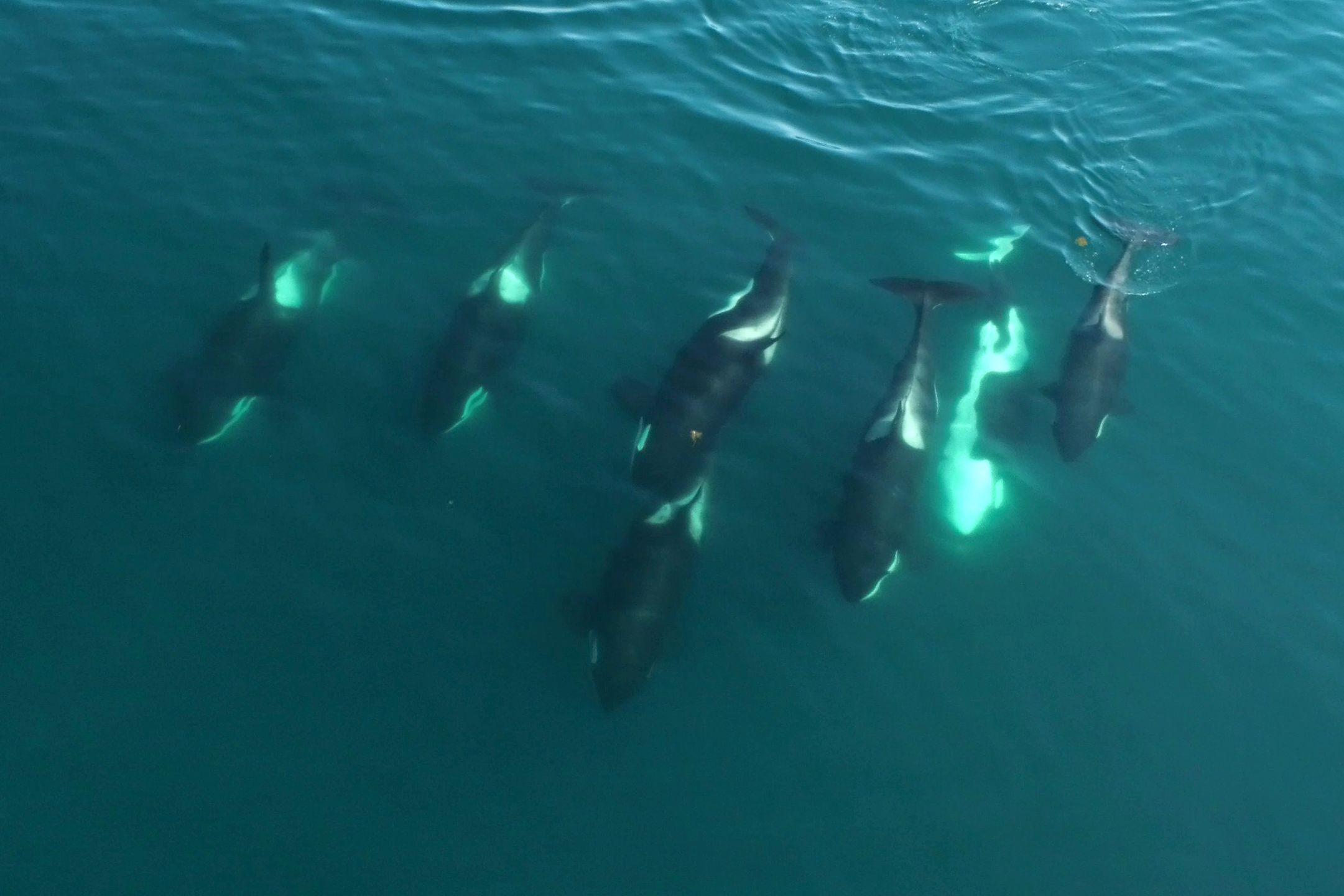 Orcas on the prowl: Surge in attacks alarms sailors in Europe