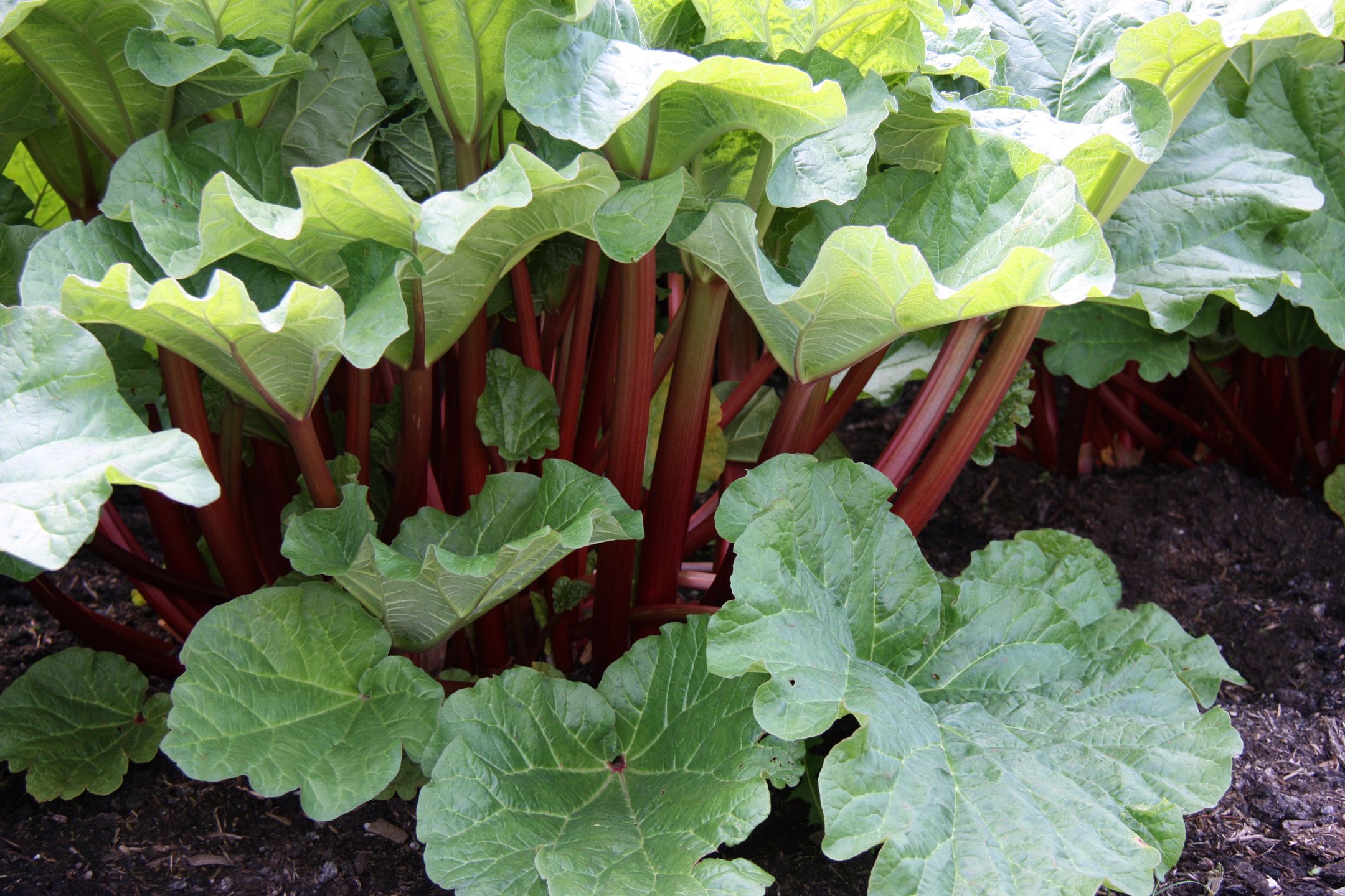 Beware the leaves: Safety tips for cooking with rhubarb