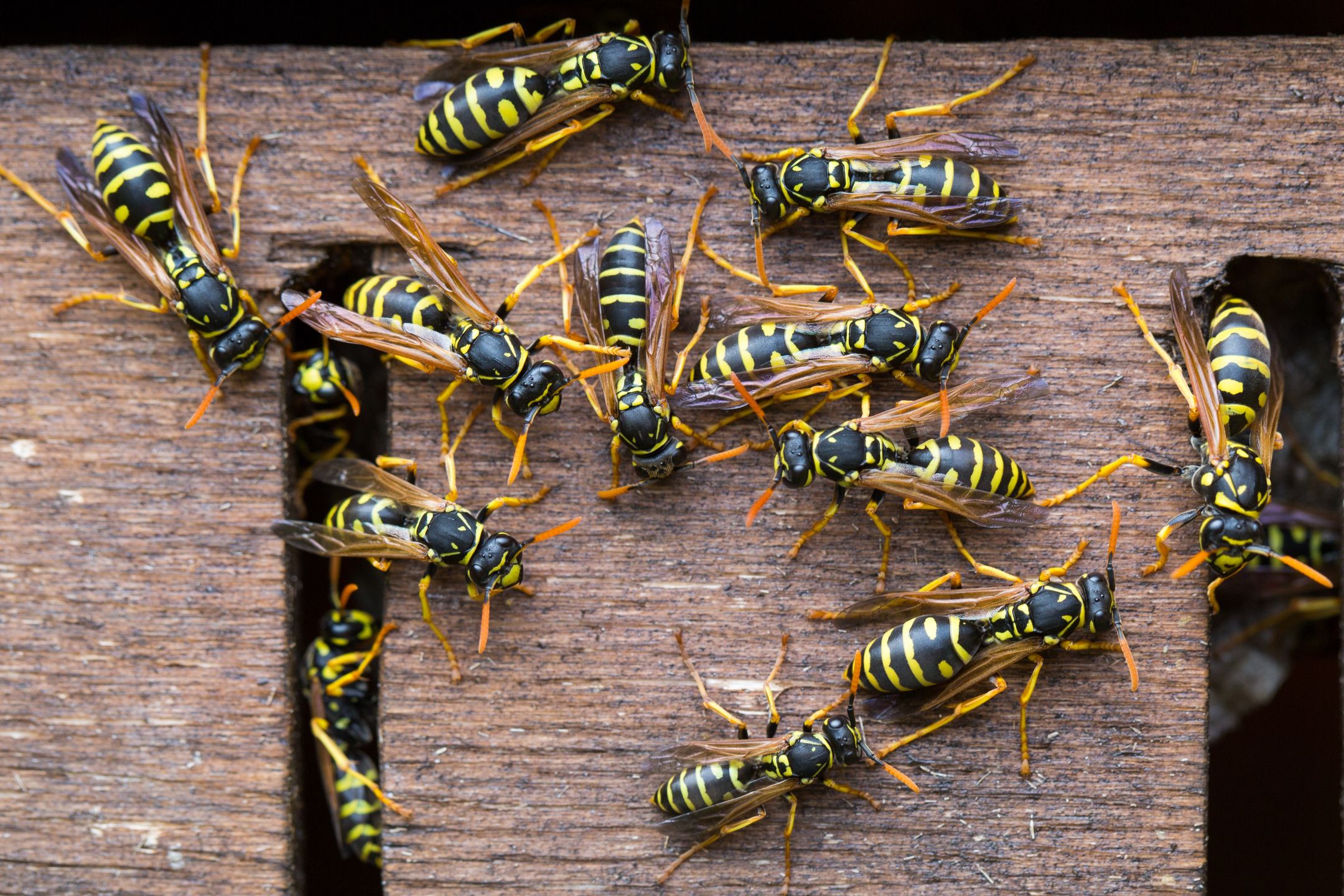Victoria battles worsening wasp invasion amid warm winters