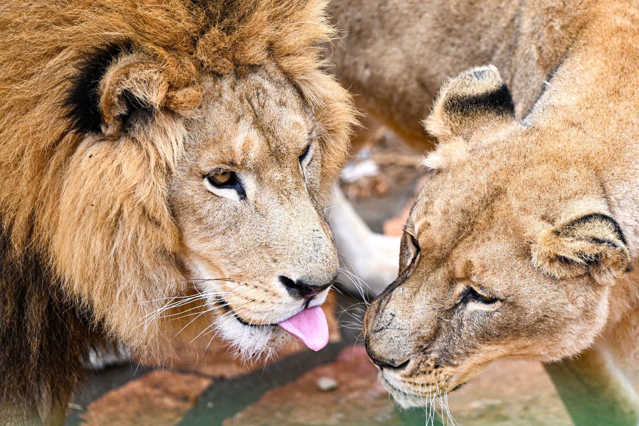 Boy, 8, triumphs after five-day ordeal in lion territory