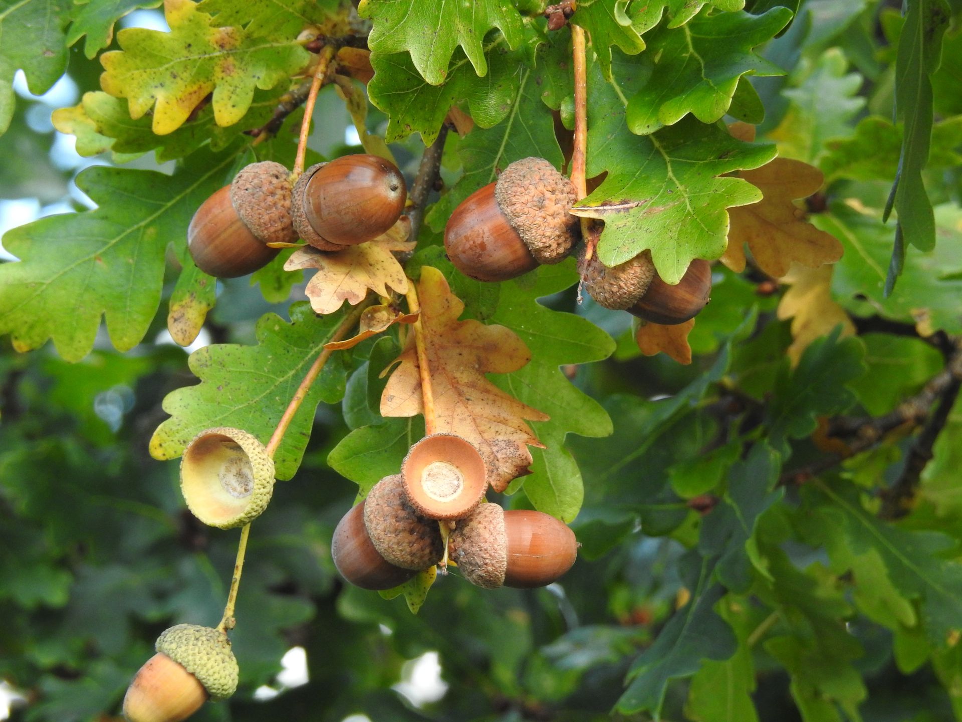 Natural defenses: Using acorns to repel household spiders
