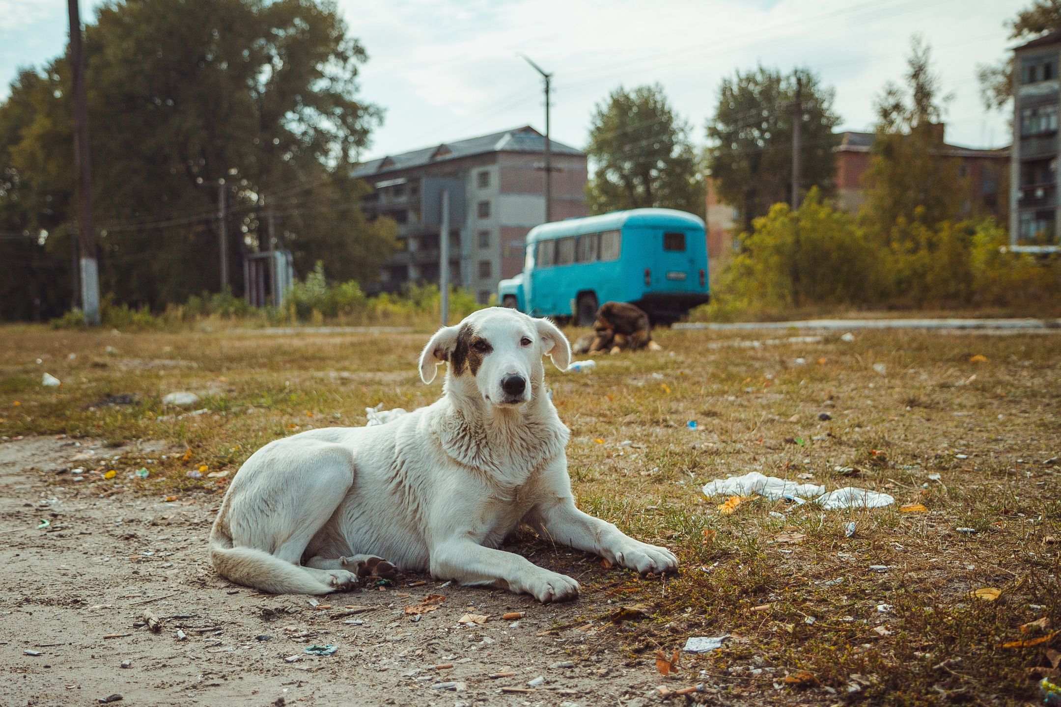 Chernobyl dogs: Rapid evolution in a radioactive world