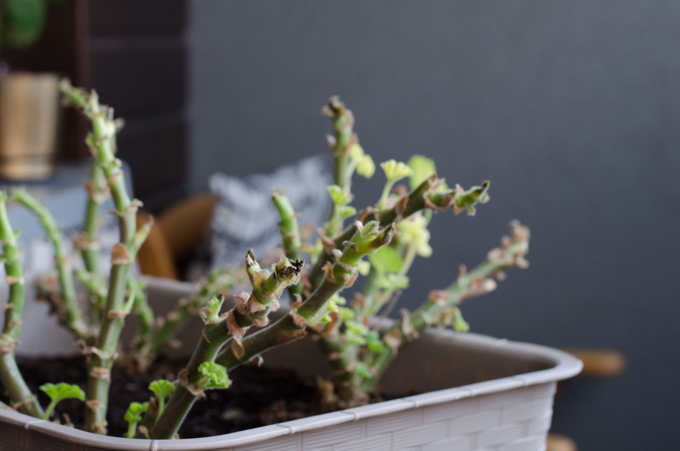Winter care secrets: How to revive your geraniums for spring